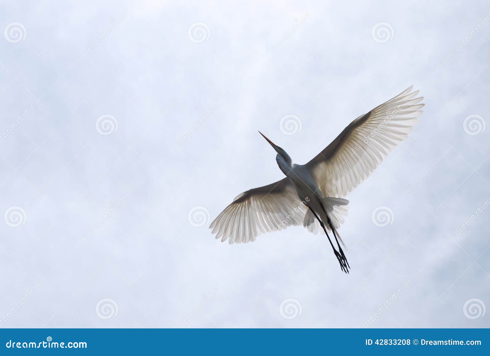 Tropical Bird in Mid Flight Stock Photo - Image of augustine, fish ...