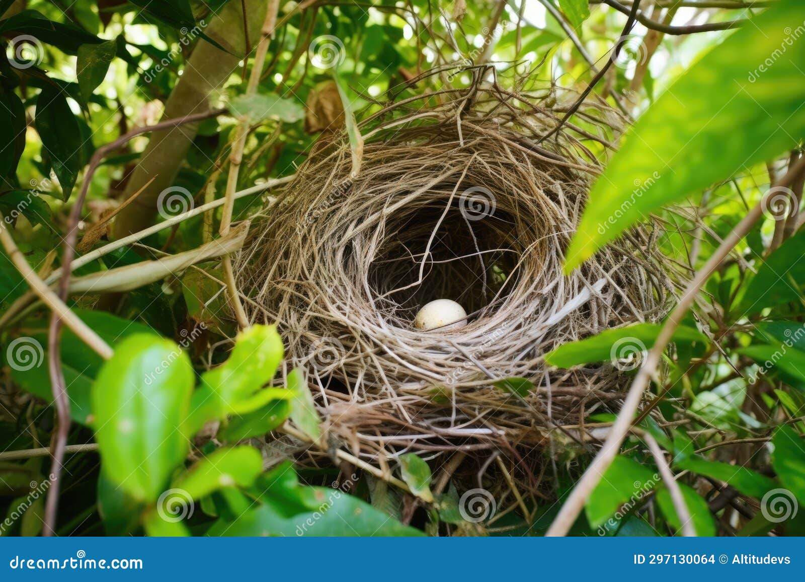 Tropical Bird Nest Hidden in Dense Foliage Stock Photo - Image of nest ...