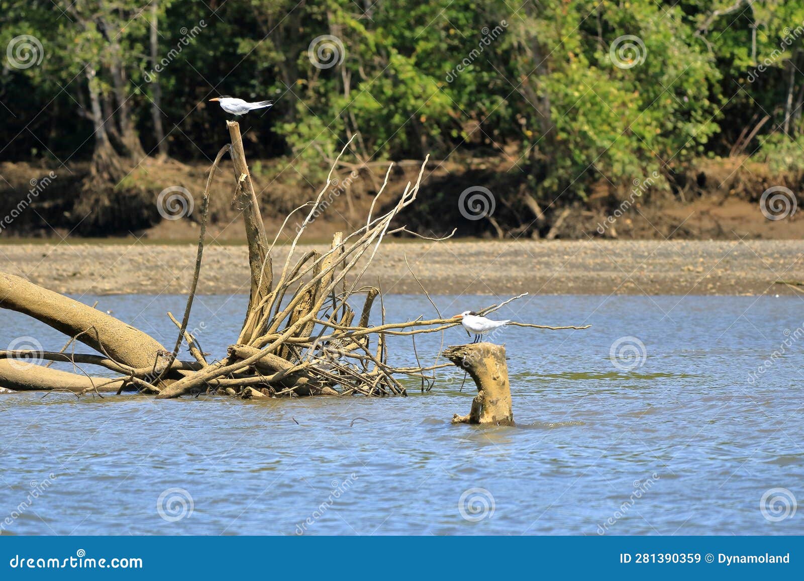 Tropical Bird Royal Tern, Costa Rica Stock Image - Image of birding ...