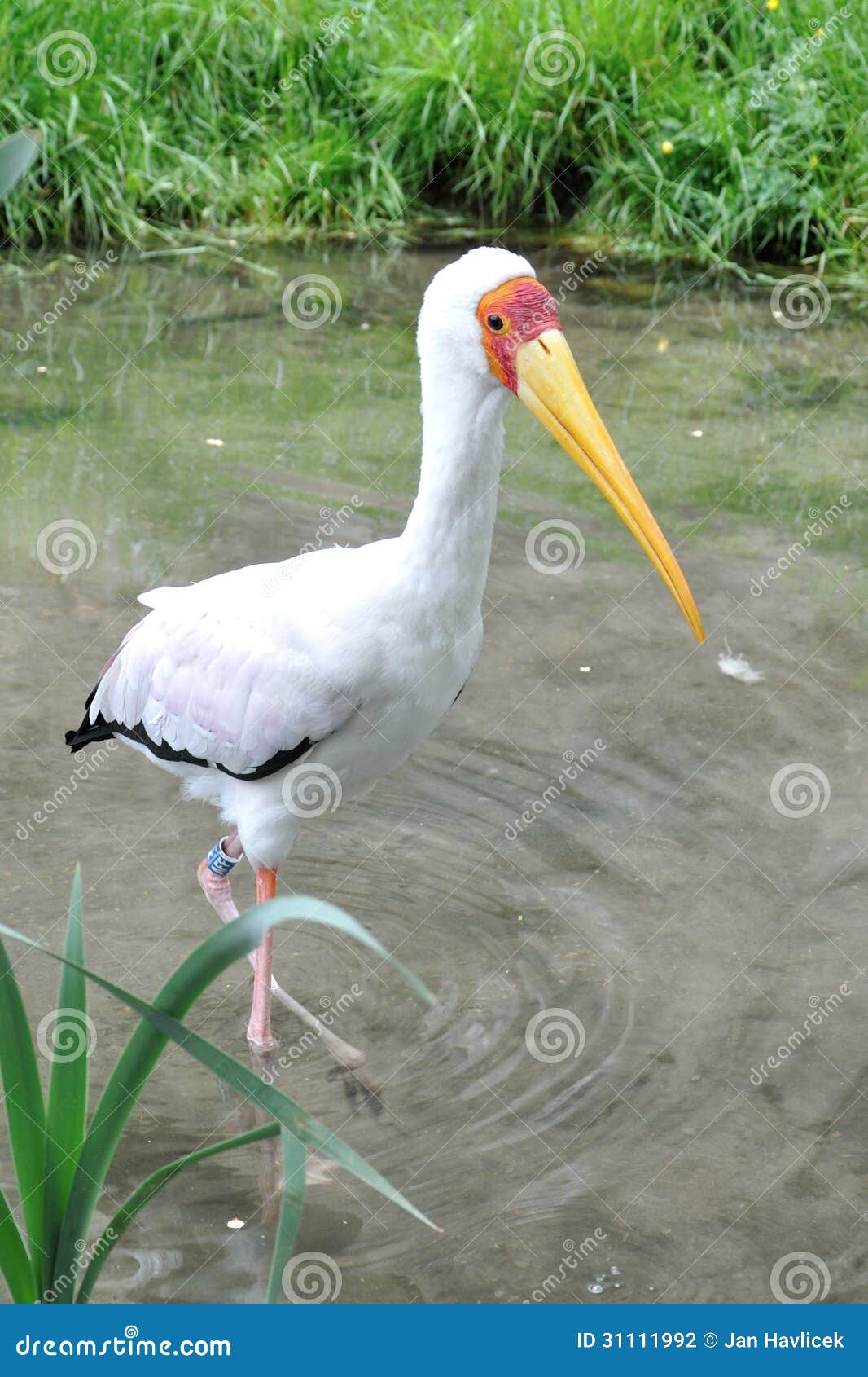 Tropical bird stock photo. Image of nature, standing - 31111992