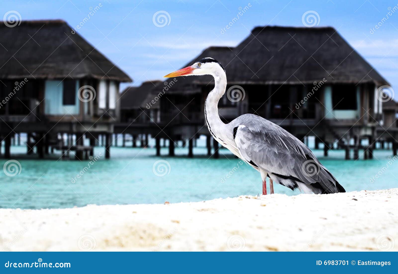 Tropical Birds on the Beach Stock Image - Image of nature, coconut: 6983701
