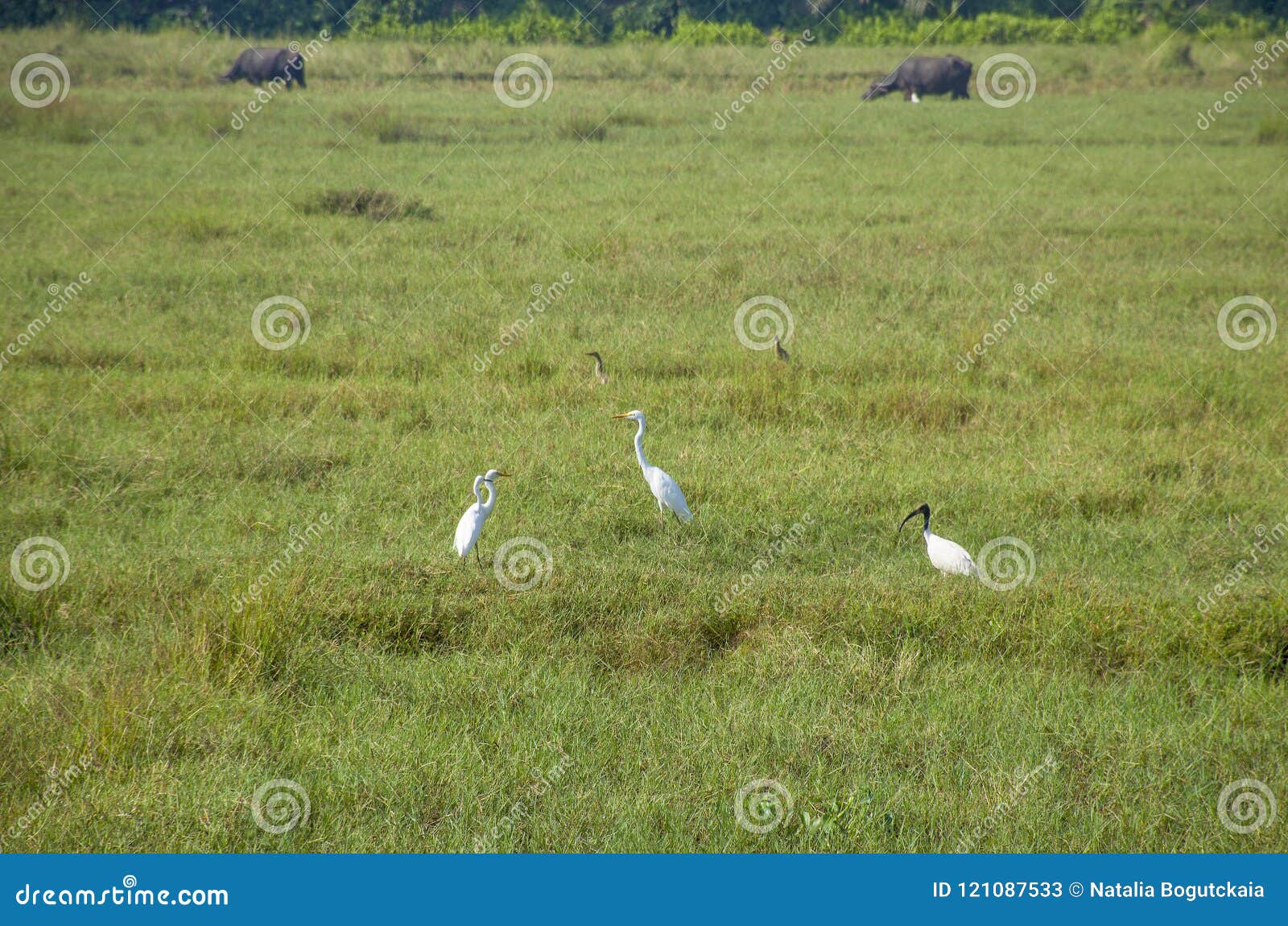 Animal Tropical Birds in a Green Grass in Goa Stock Image - Image of ...