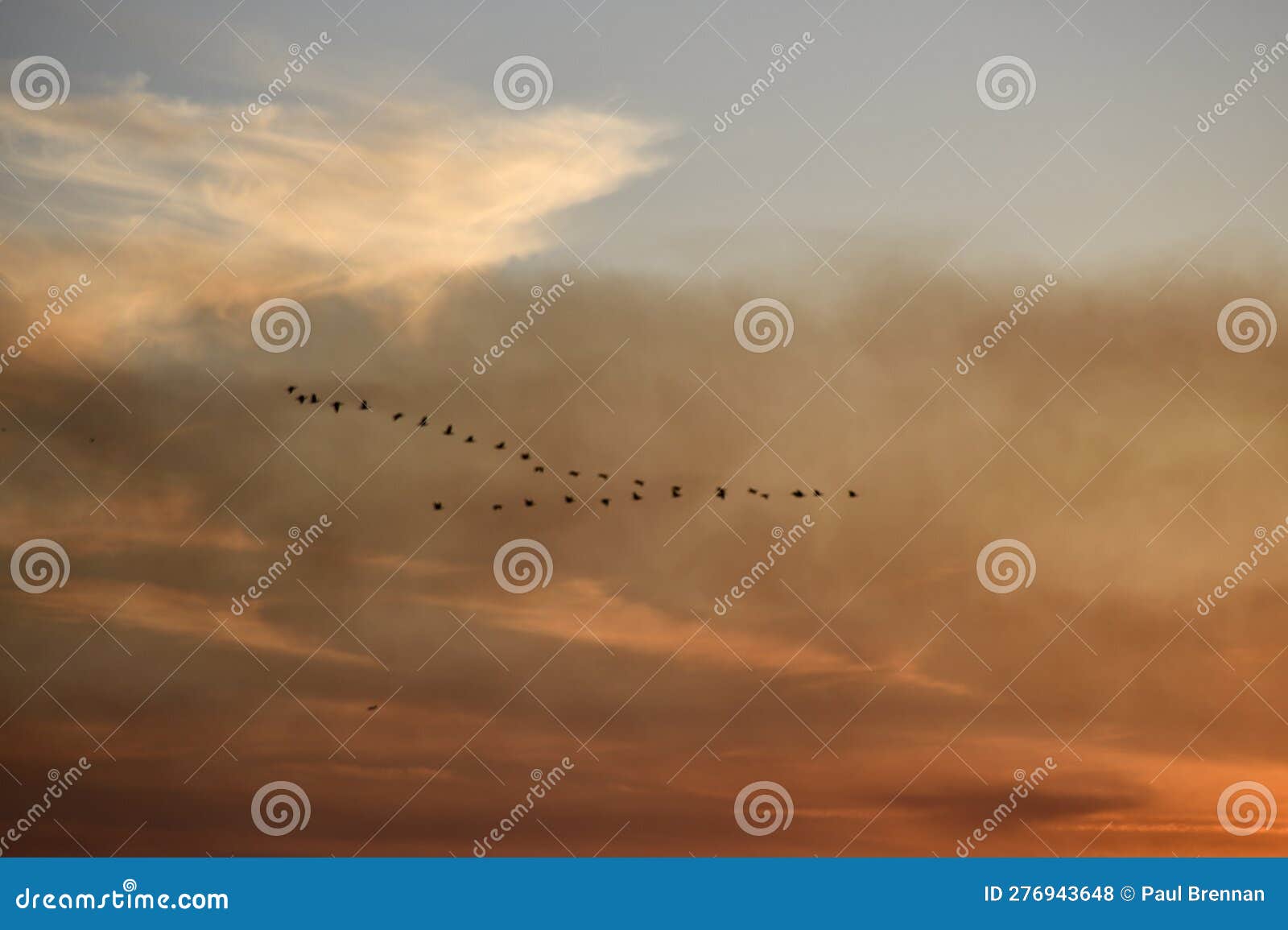 Birds Migrating Over the River Stock Photo - Image of dusk, migrating ...