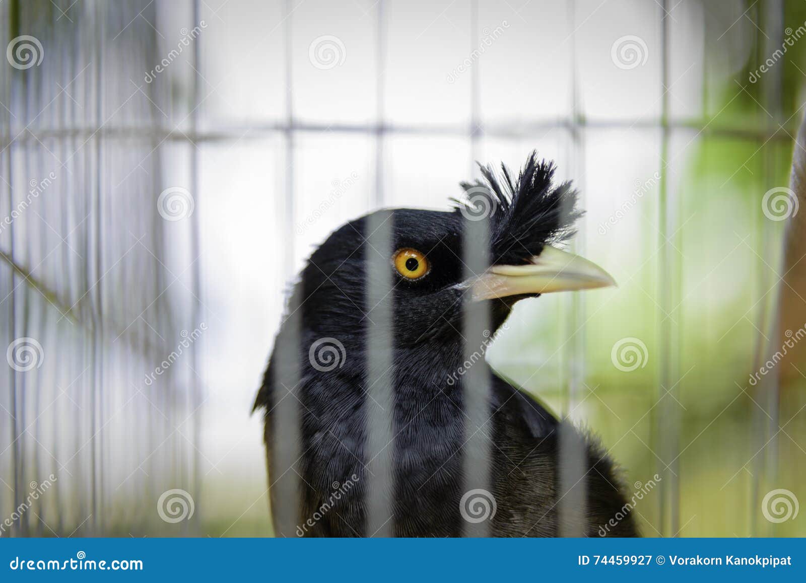 Tropical Black Bird Lock in Cage Stock Image - Image of nature ...