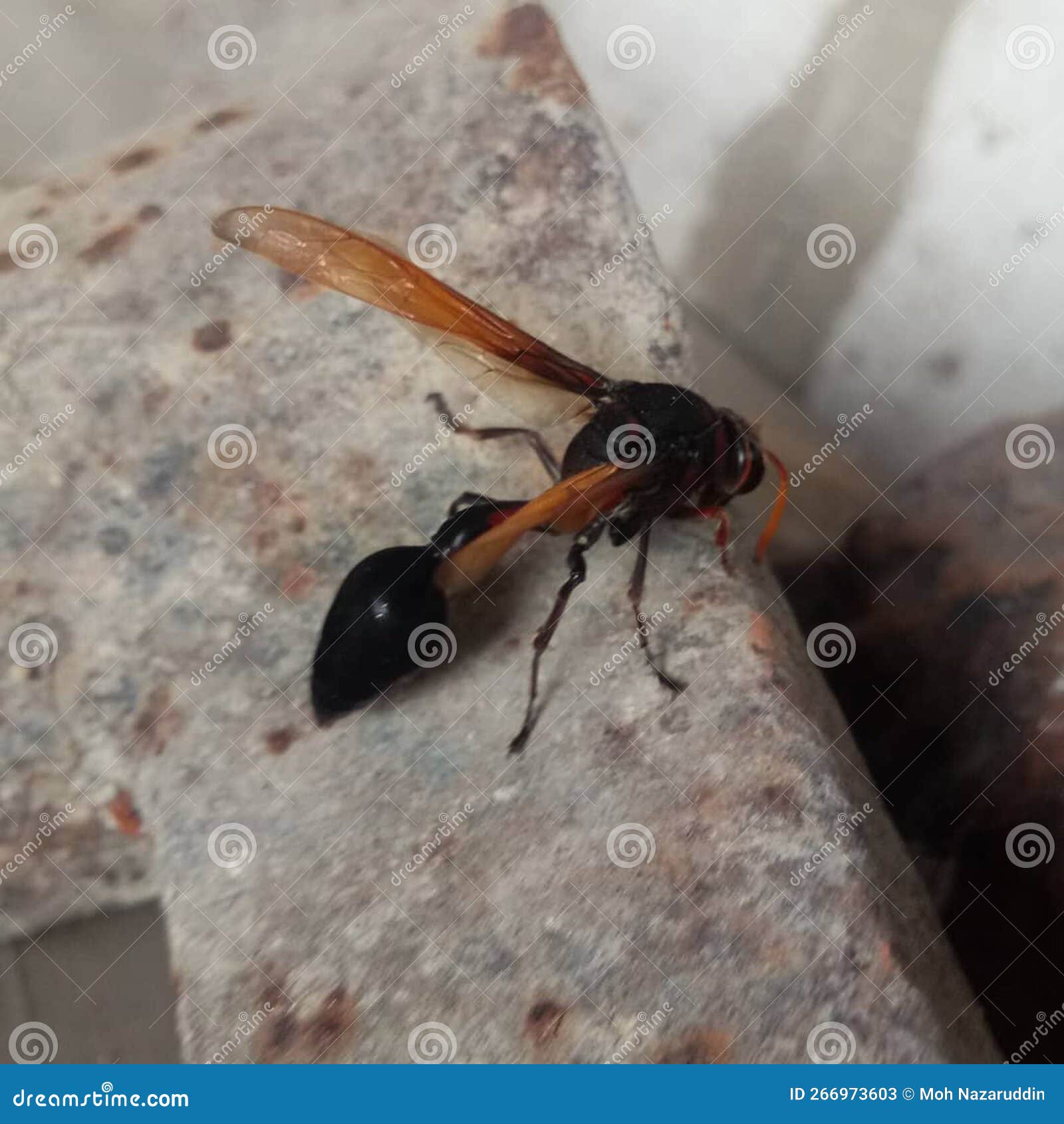 Tropical black Wasp stock image. Image of sambra, tropical - 266973603