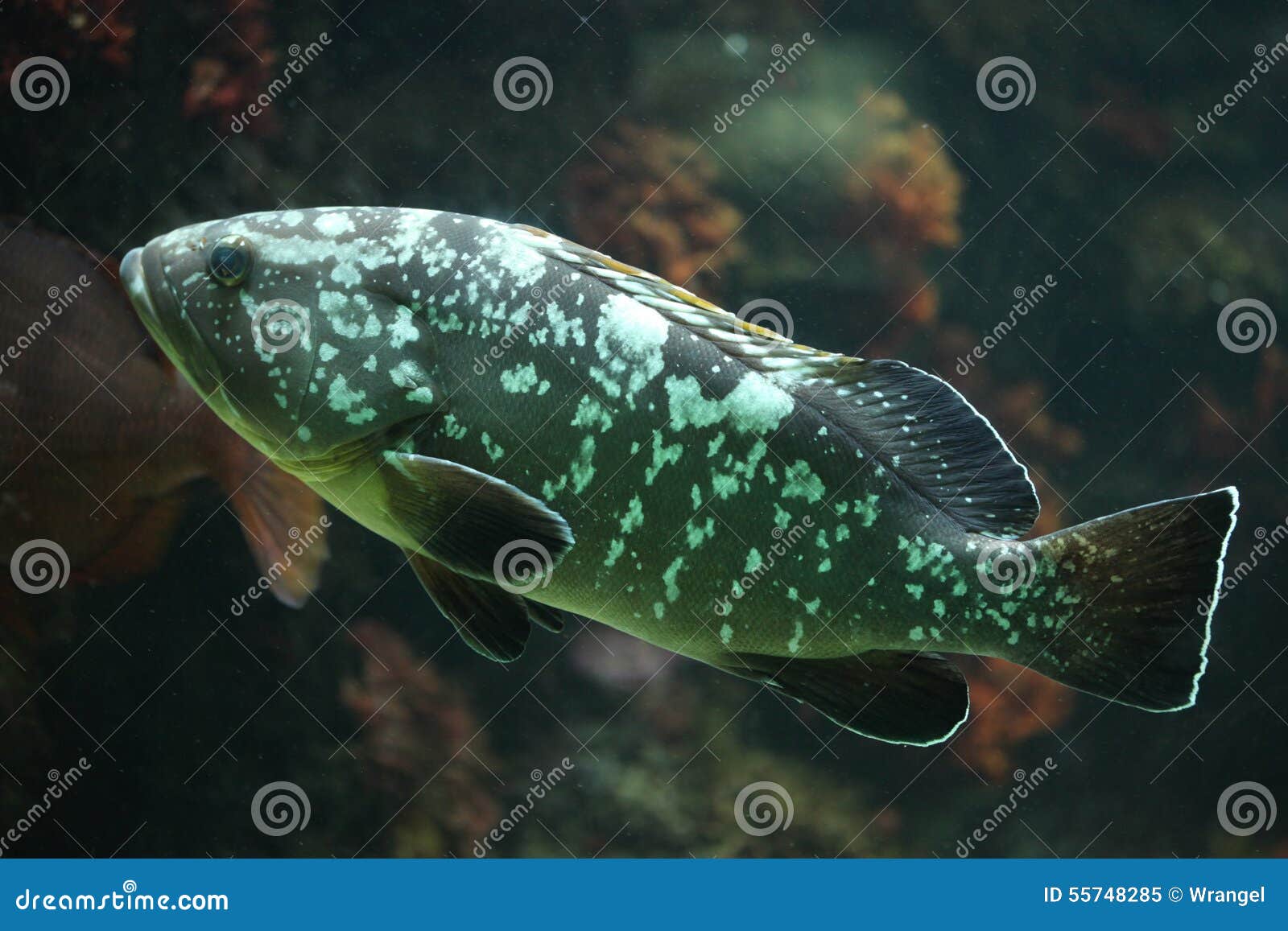 Big Spotted Fish On The Background Of Blue Ocean Coral Algae And Sea ...