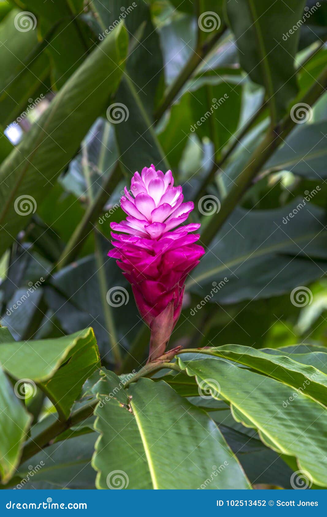 Blooming Ginger Plant stock photo. Image of ingredient - 102513452