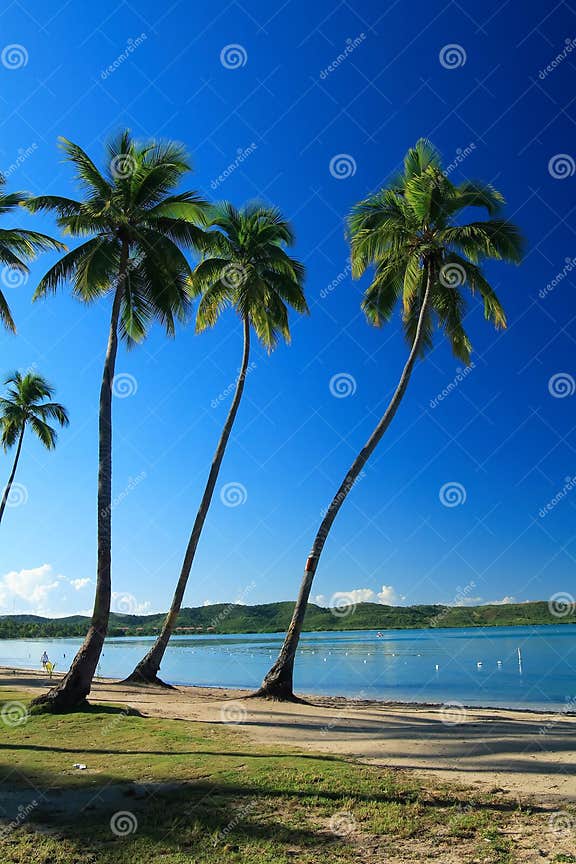 Tropical blue stock image. Image of rico, scene, green - 1760969