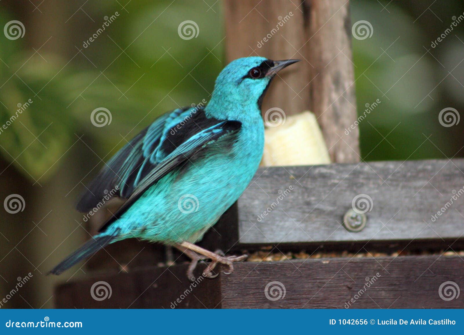 Tropical Blue Bird stock photo. Image of environment, feathers - 1042656