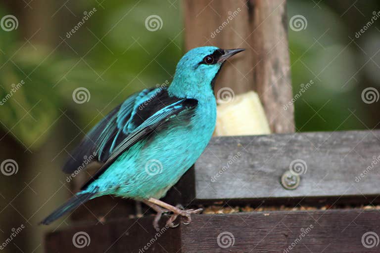 Tropical Blue Bird stock photo. Image of environment, feathers - 1042656