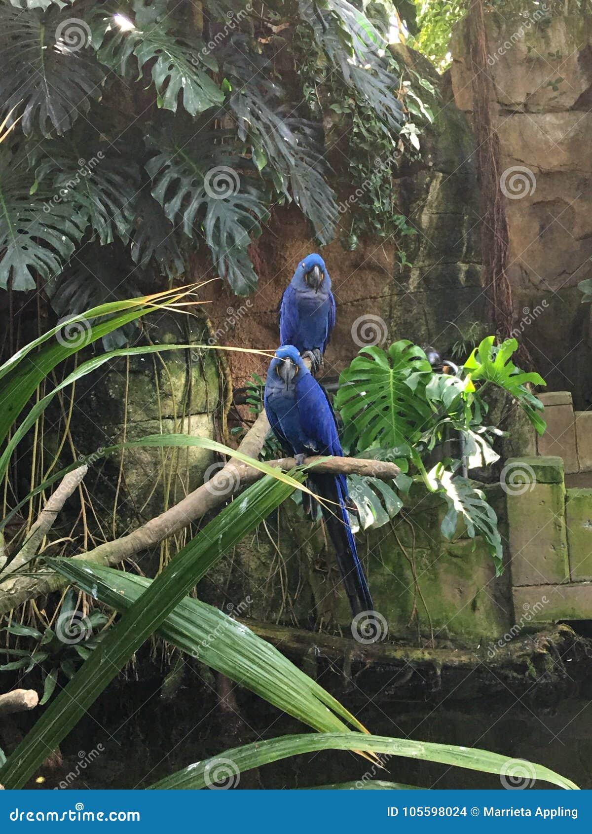 Tropical blue bird stock photo. Image of nature, gardens - 105598024