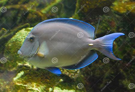 Tropical blue fish stock photo. Image of colorful, reef - 4763830