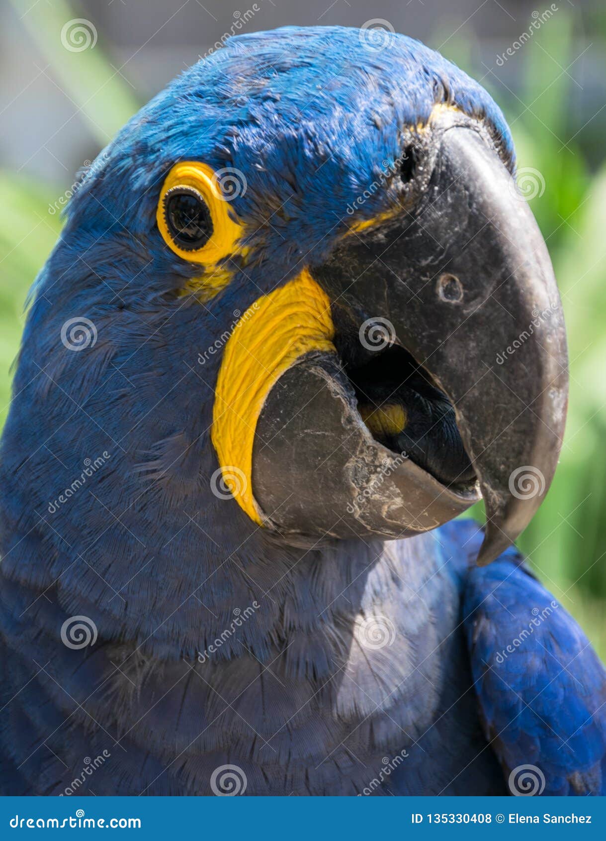 Blue parrot stock photo. Image of blue, portrait, bird - 135330408