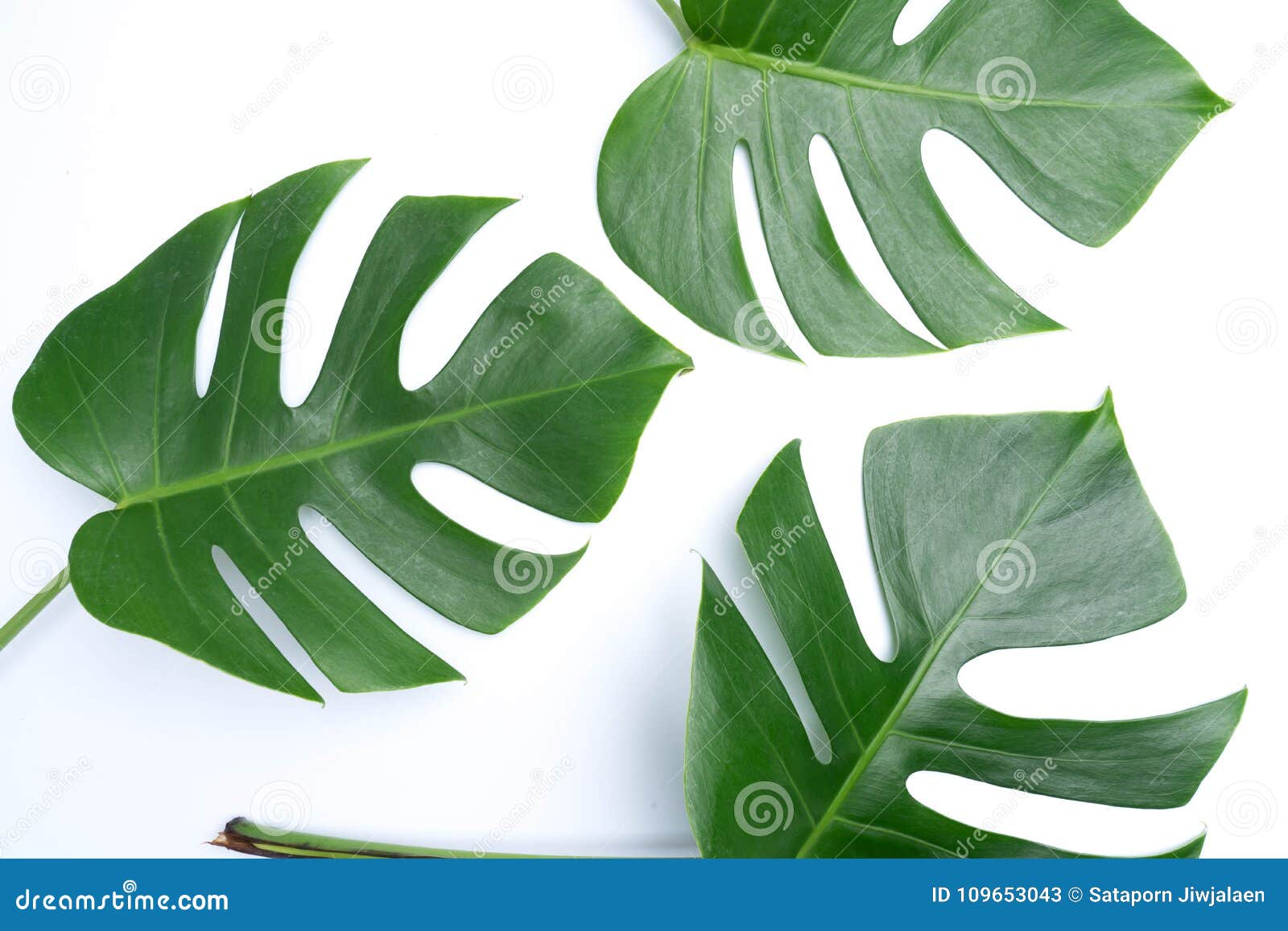 Tropical Botanical Leaves Backgrounds on White Stock Image - Image of ...