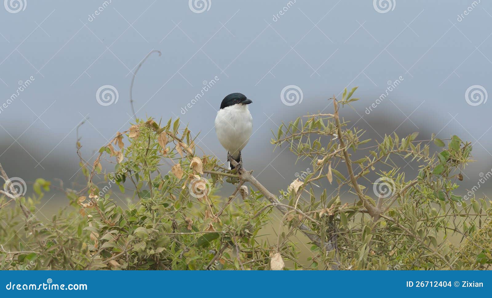 Tropical Boubou stock photo. Image of africa, bird, looking - 26712404