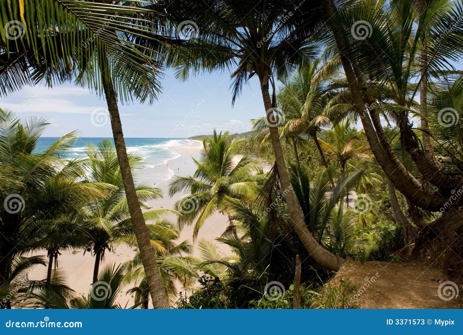 Tropical Brazilian Beach stock image. Image of flora, atlantic - 3371573