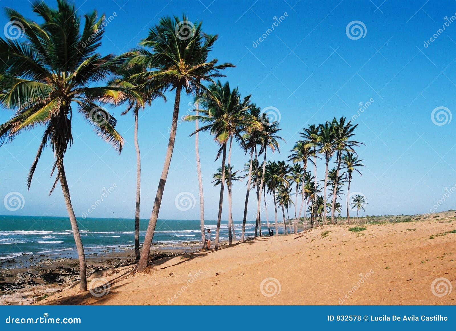 Tropical Brazilian Beach stock photo. Image of earth, tree - 832578