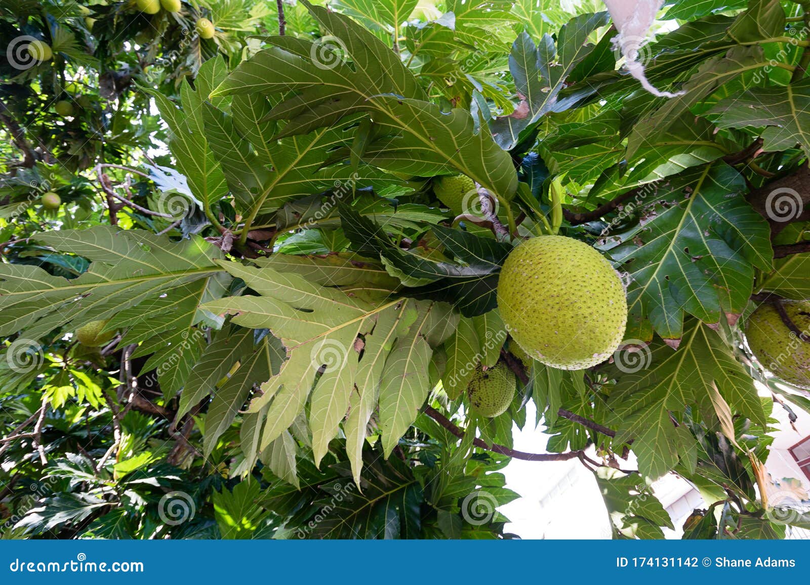 Tropical Breadfruit Tree stock photo. Image of produce - 174131142
