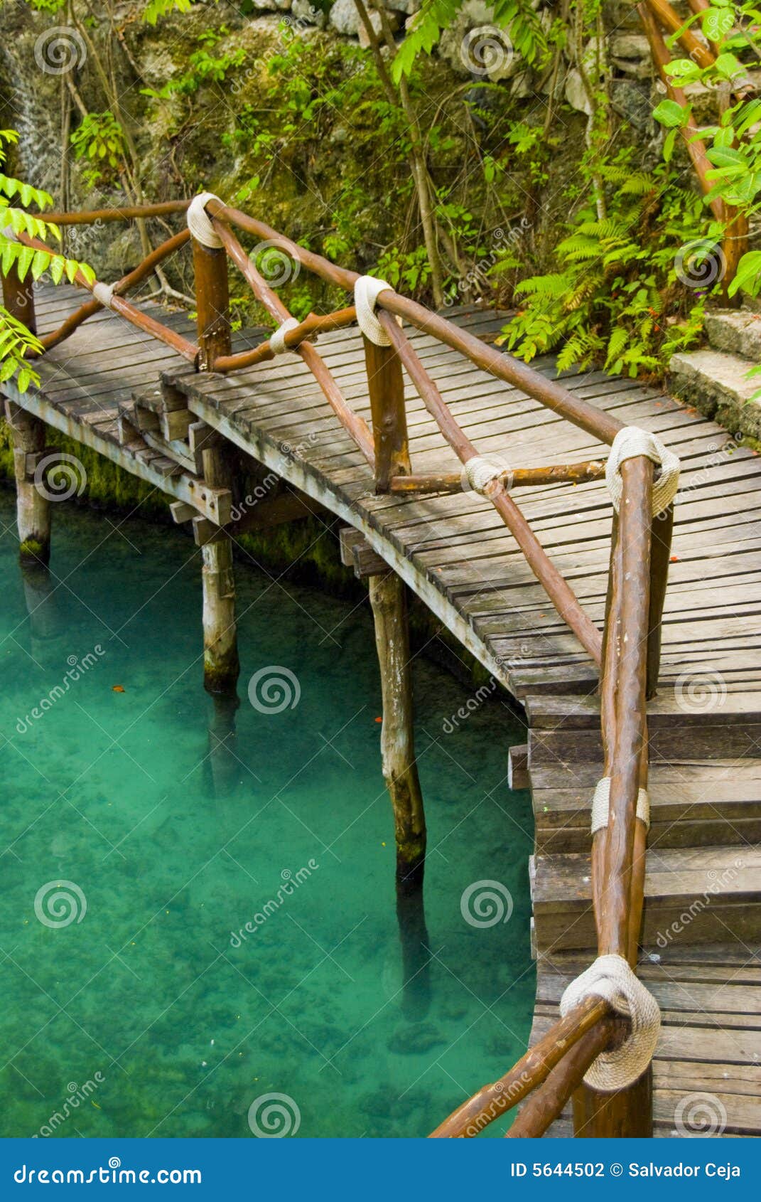 Tropical bridge stock photo. Image of cluster, branches - 5644502
