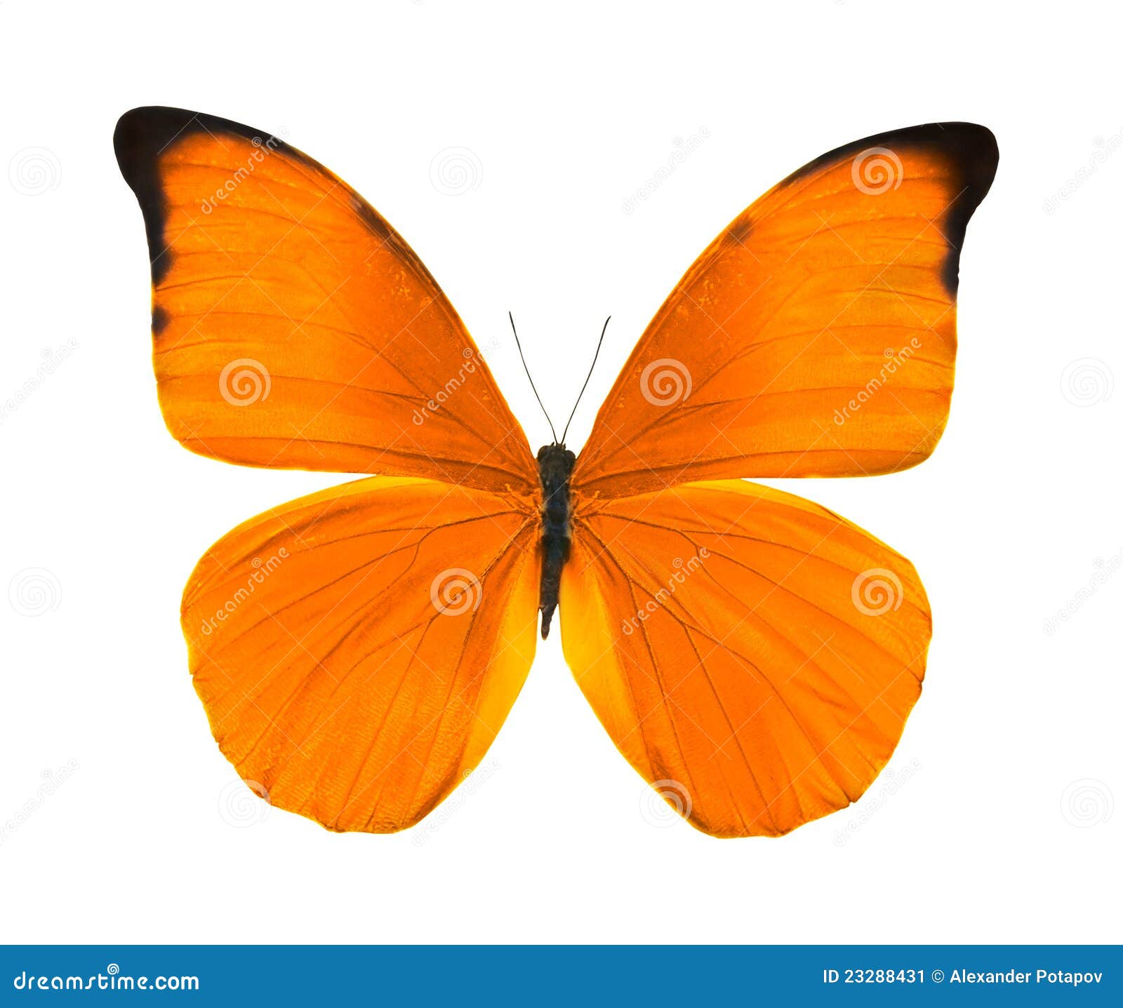 Tropical Bright Orange Butterfly Stock Image - Image of single ...