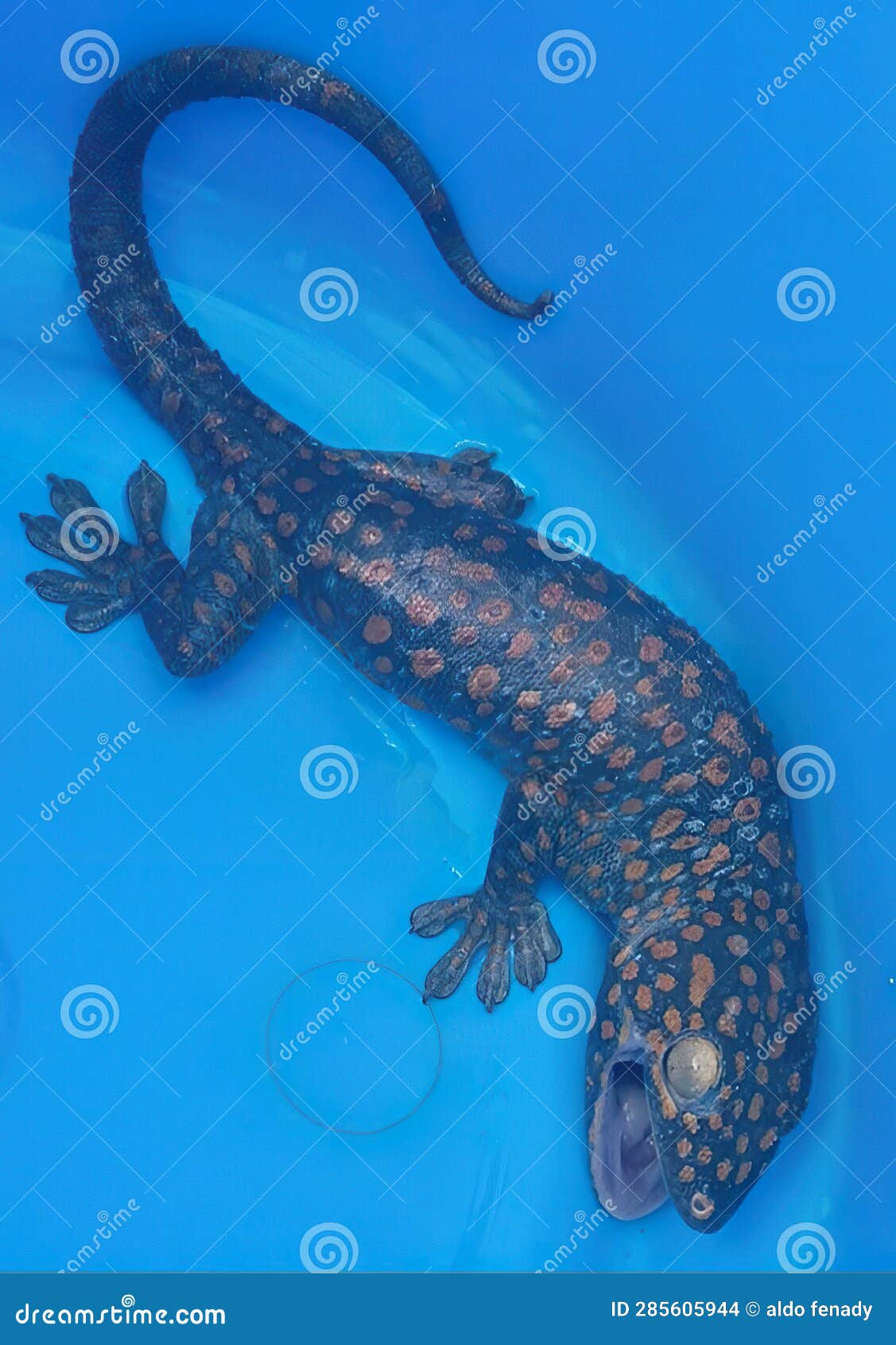 A Tropical Brown Gecko in the Blue Bucket Stock Photo - Image of people ...