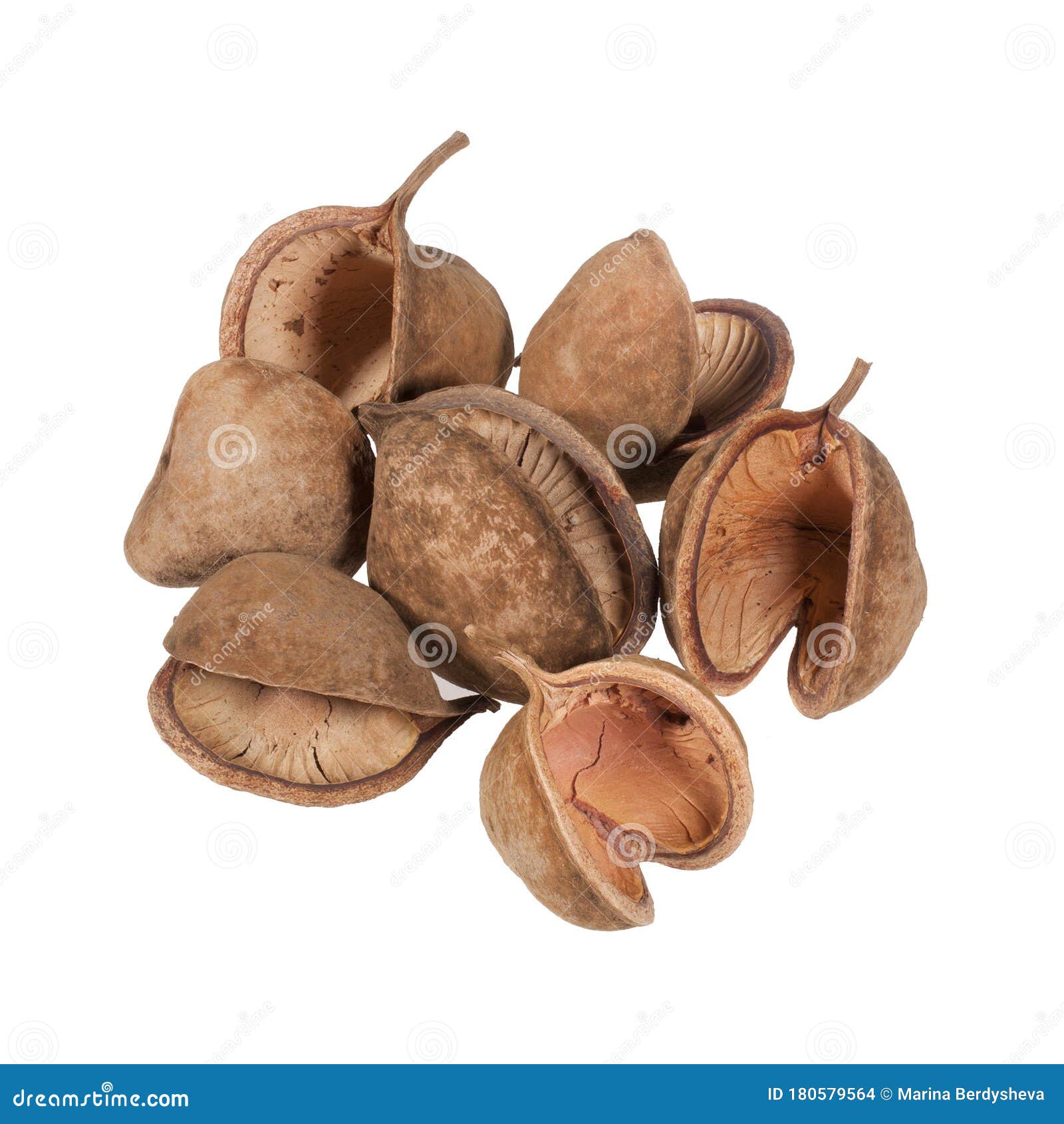 Tropical brown walnut stock photo. Image of organic - 180579564