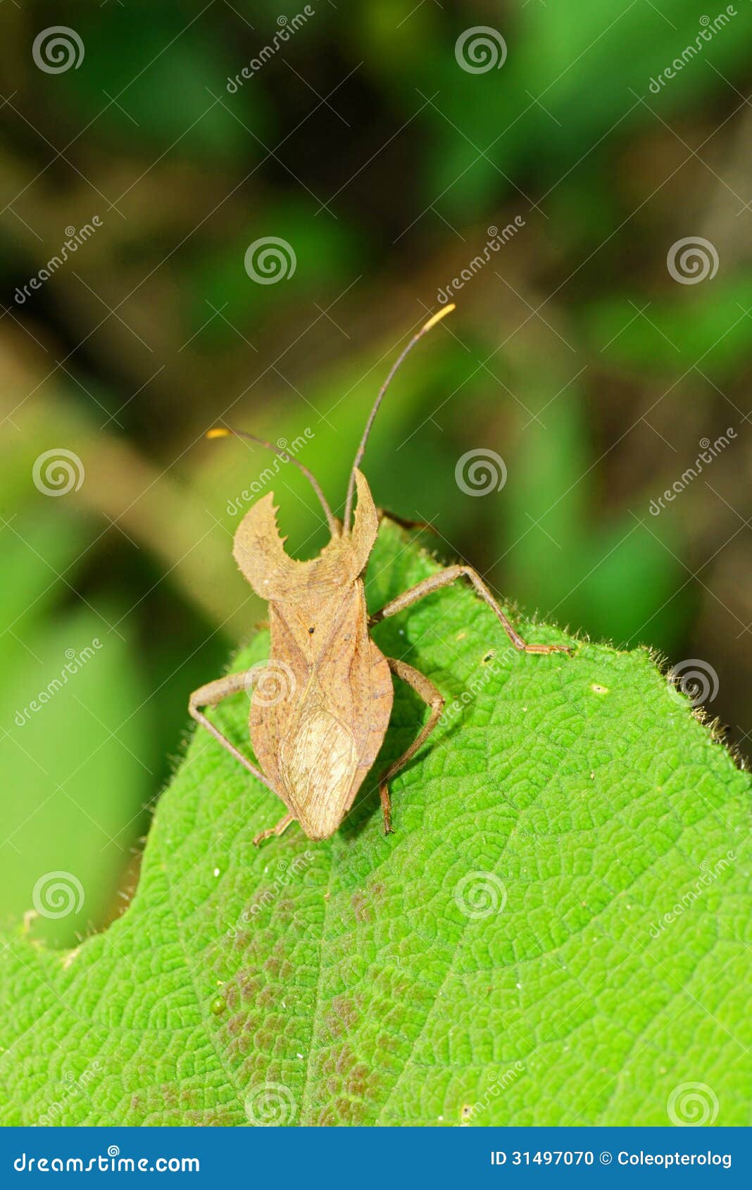 Tropical bug on a leaf stock photo. Image of plants, tropical - 31497070