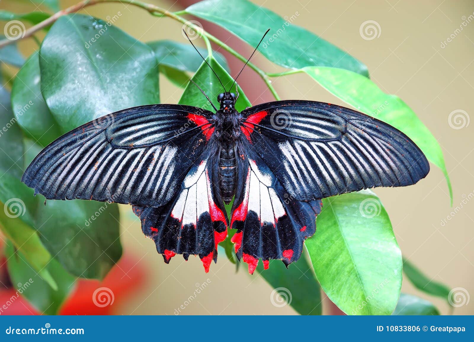 Tropical butterfly stock photo. Image of blue, indigo - 10833806