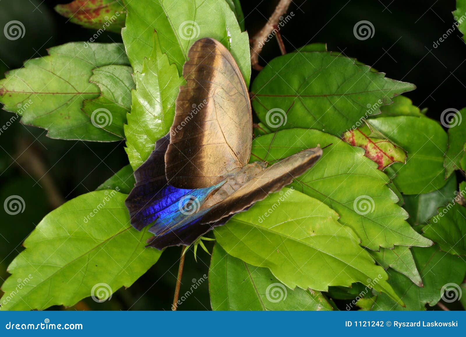 Tropical Butterfly Brown Clipper Parthenos Sylvia Sitting On Green Leaf ...