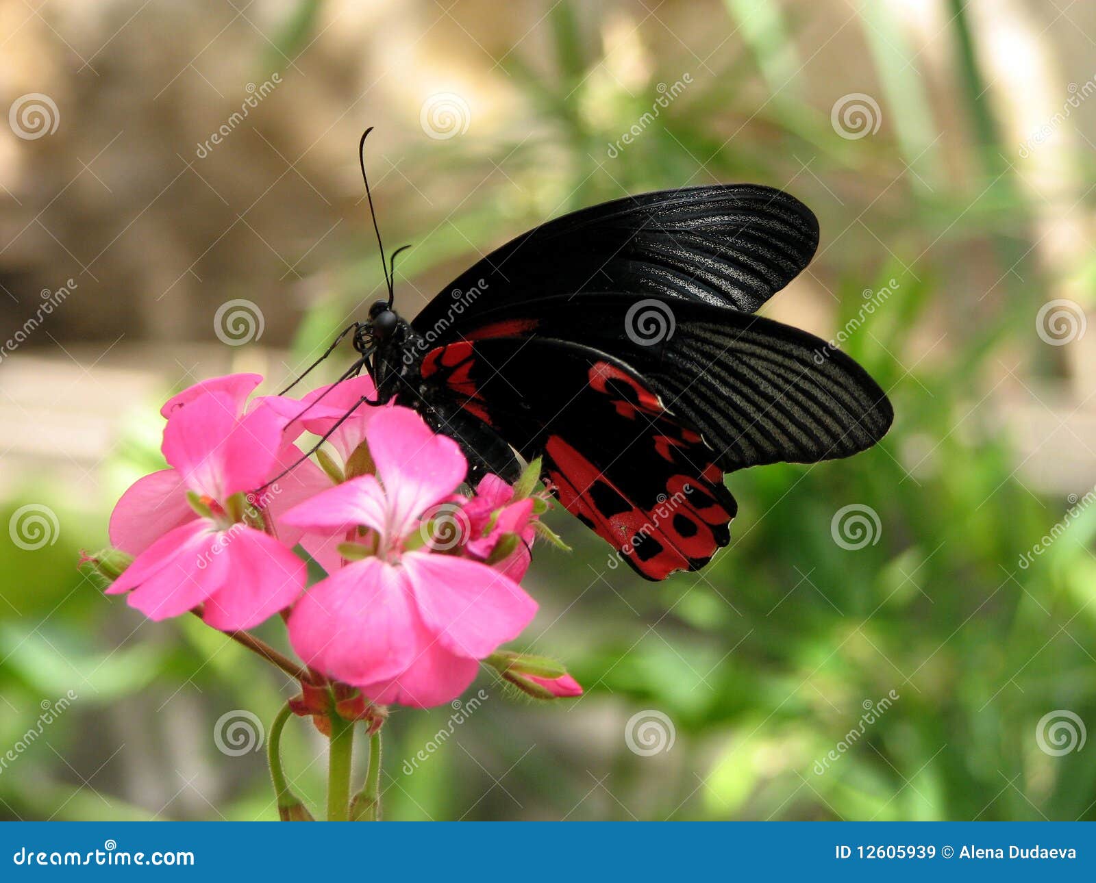 Tropical butterfly stock image. Image of beauty, garden - 12605939
