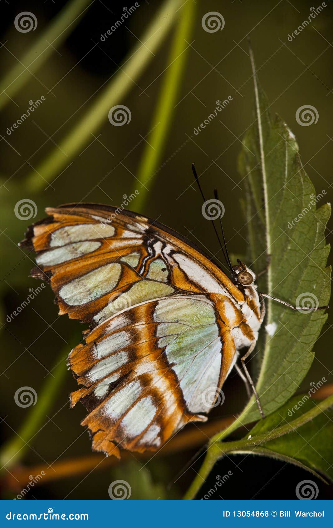 Tropical butterfly stock photo. Image of beetles, spiders - 13054868
