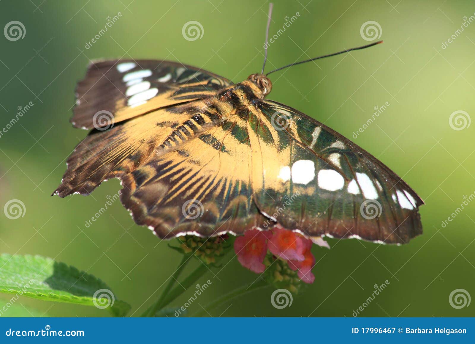 Tropical butterfly stock image. Image of animal, flora - 17996467