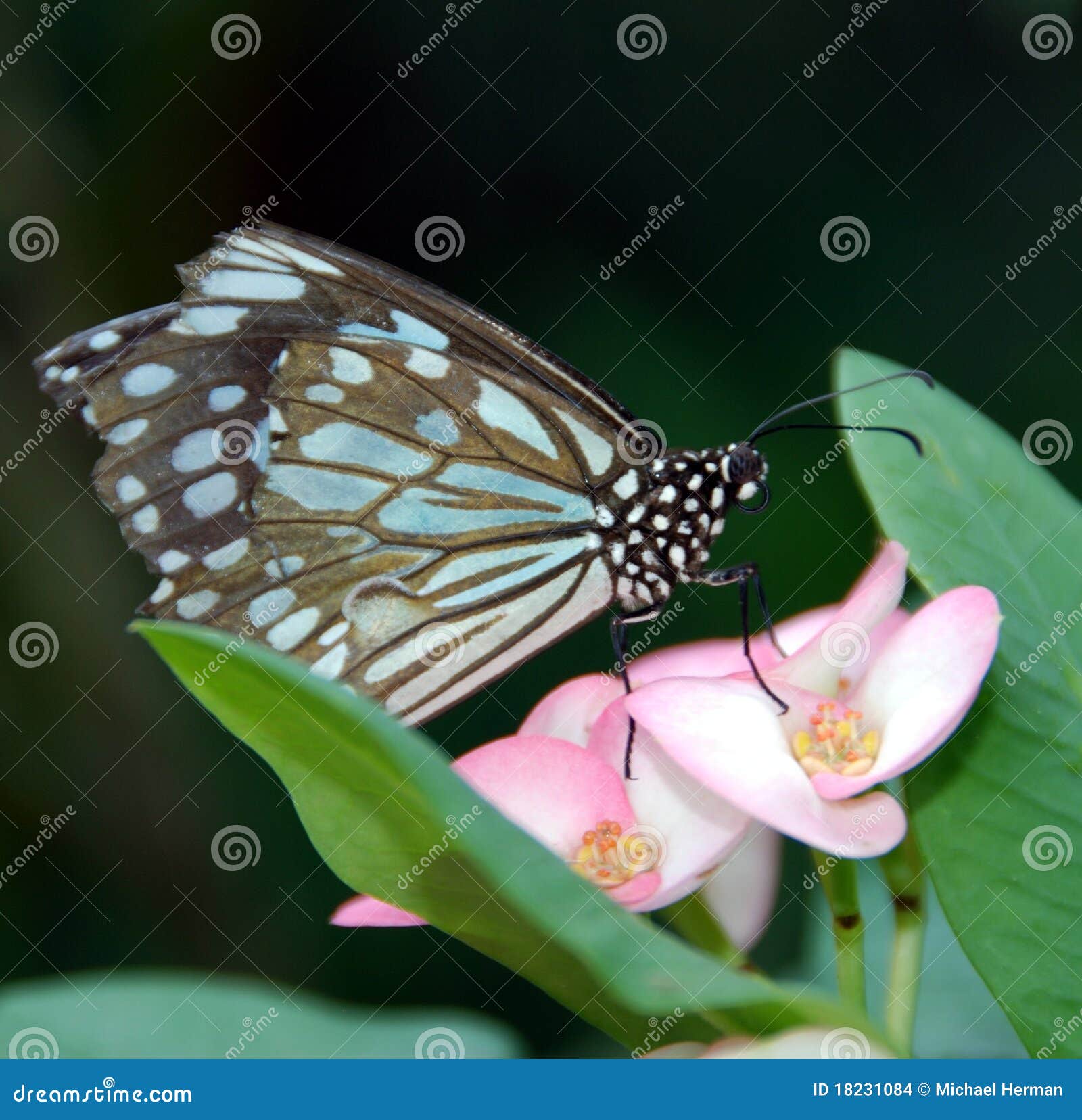 Tropical butterfly stock photo. Image of colours, design - 18231084