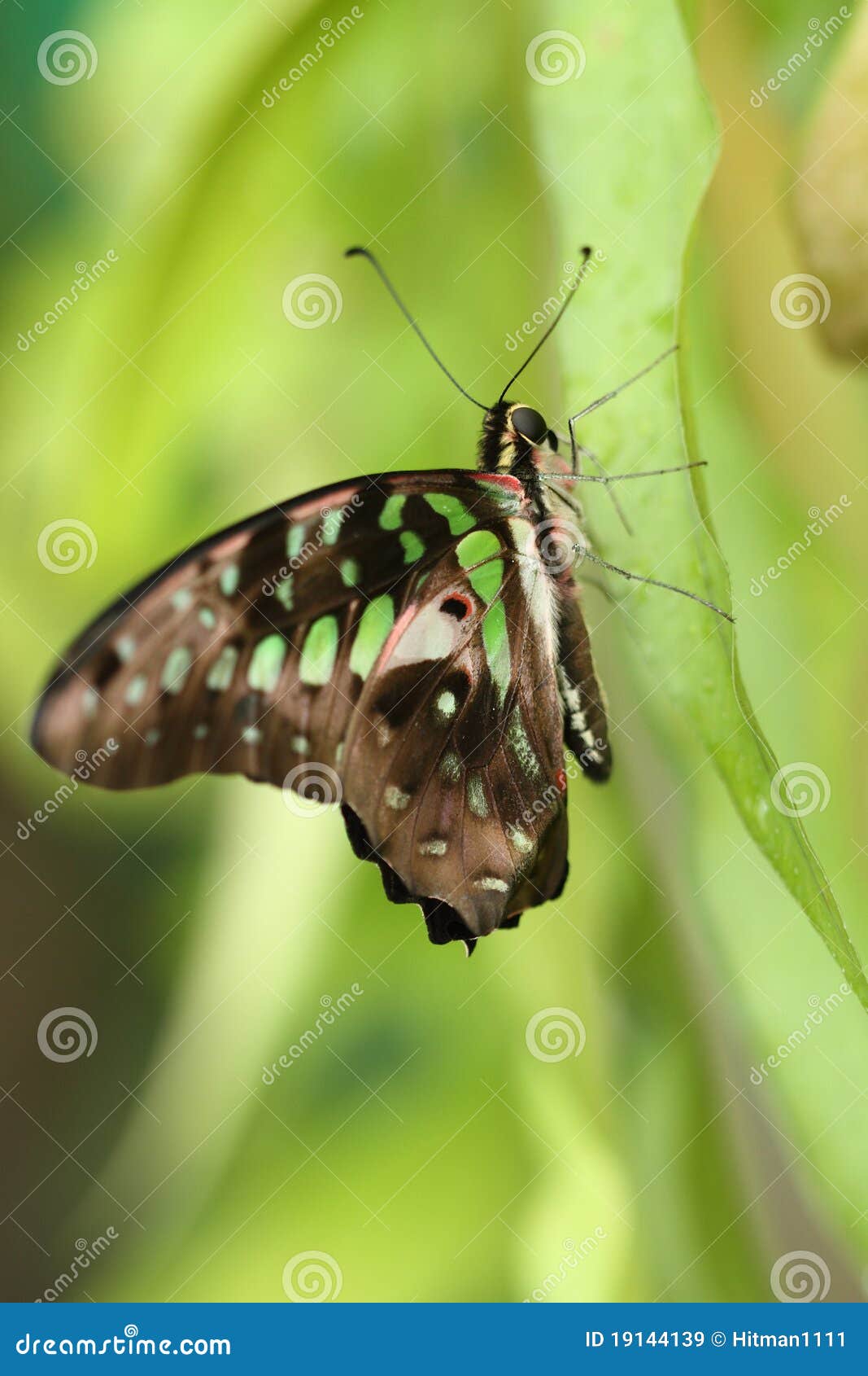 Tropical butterfly stock image. Image of light, beautiful - 19144139