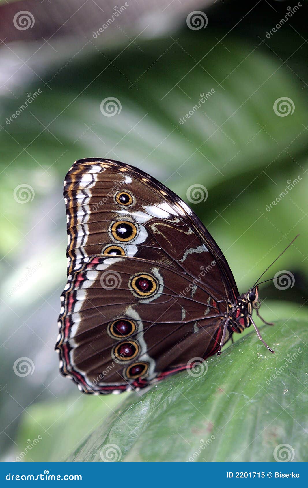 Tropical butterfly stock image. Image of wold, rain, tropical - 2201715