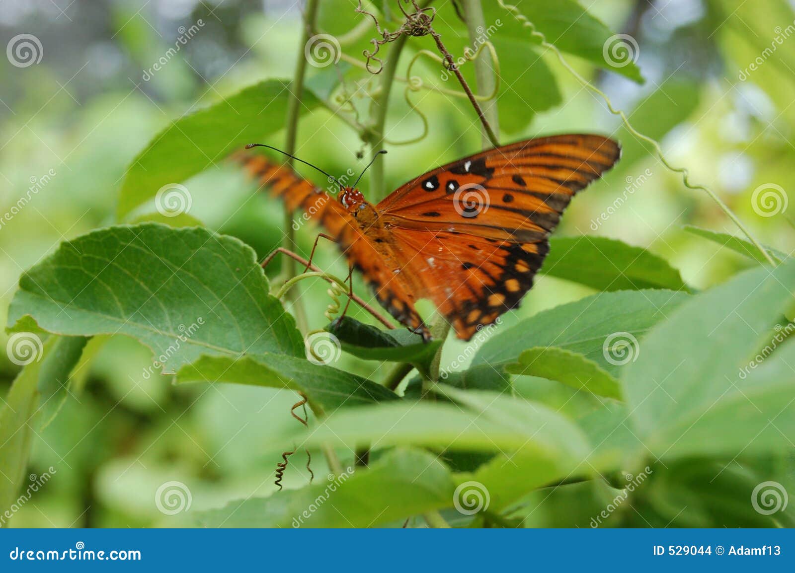 Tropical butterfly stock photo. Image of jungle, monarch - 529044