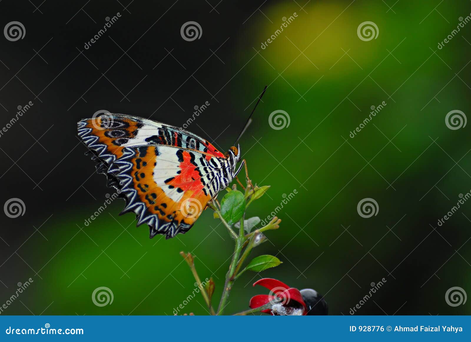 Tropical butterfly stock photo. Image of borneo, fauna - 928776