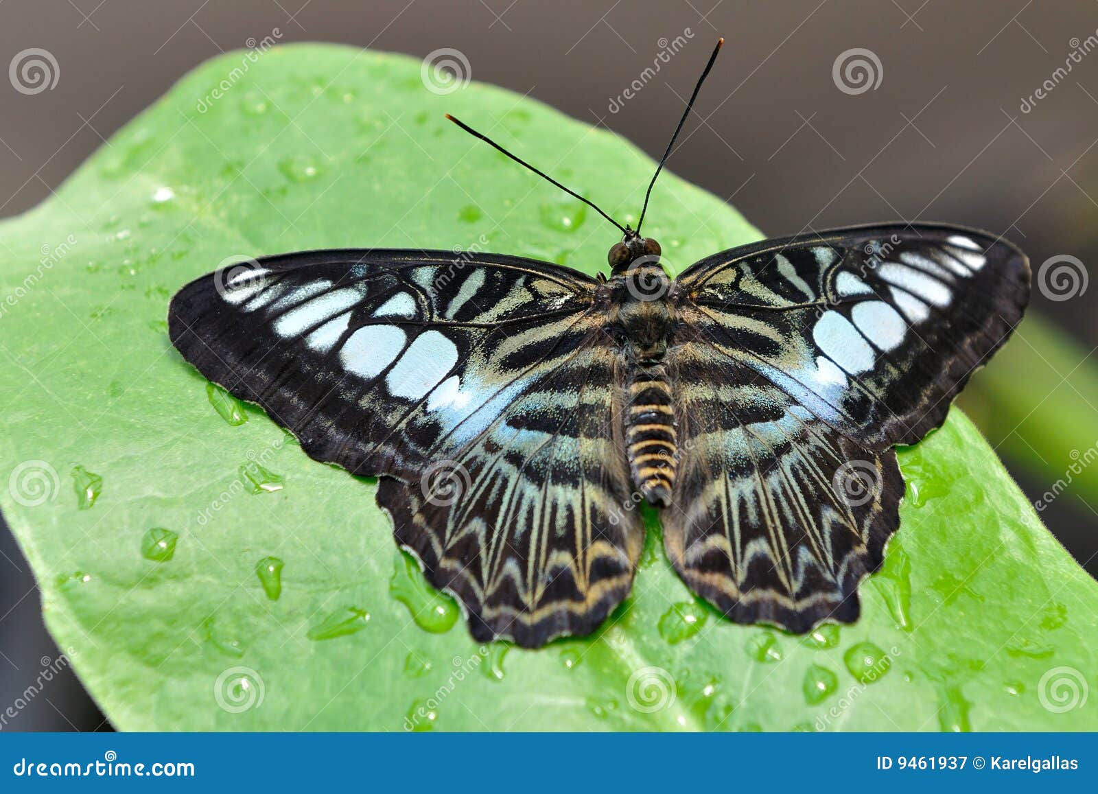 Tropical butterfly stock image. Image of blue, leaf, antenna - 9461937