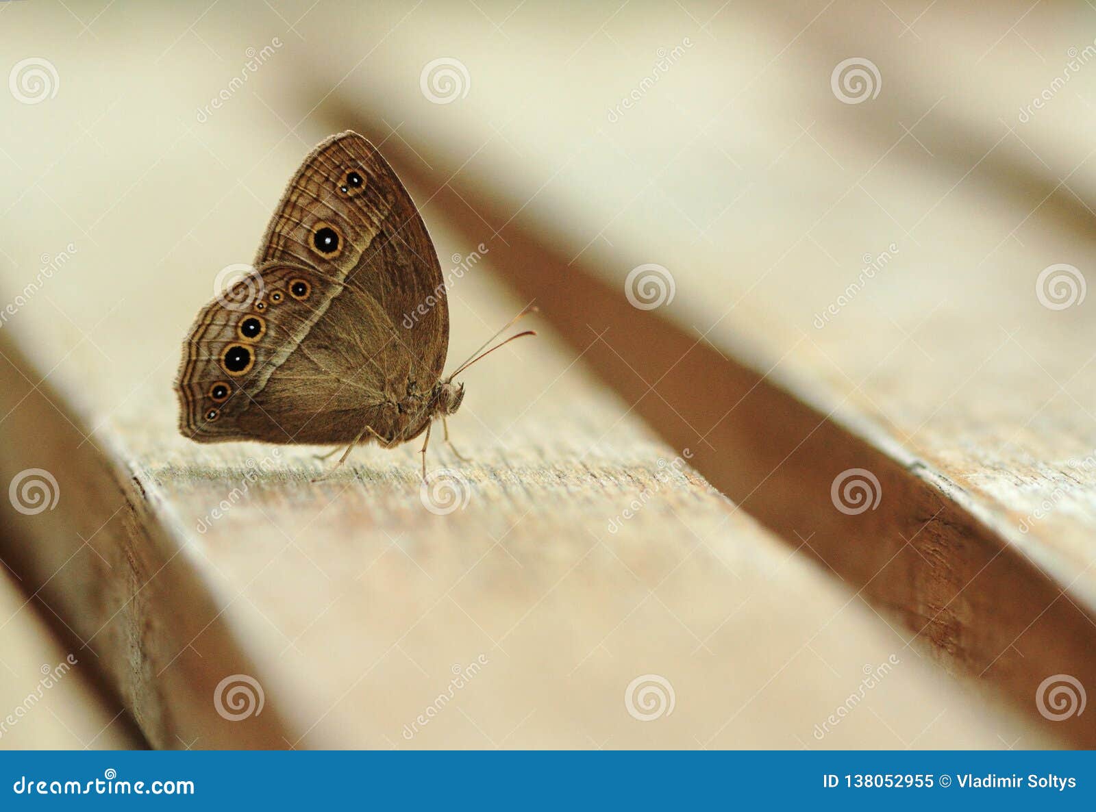 Tropical Butterfly on Bench Stock Image - Image of plant, carnation ...