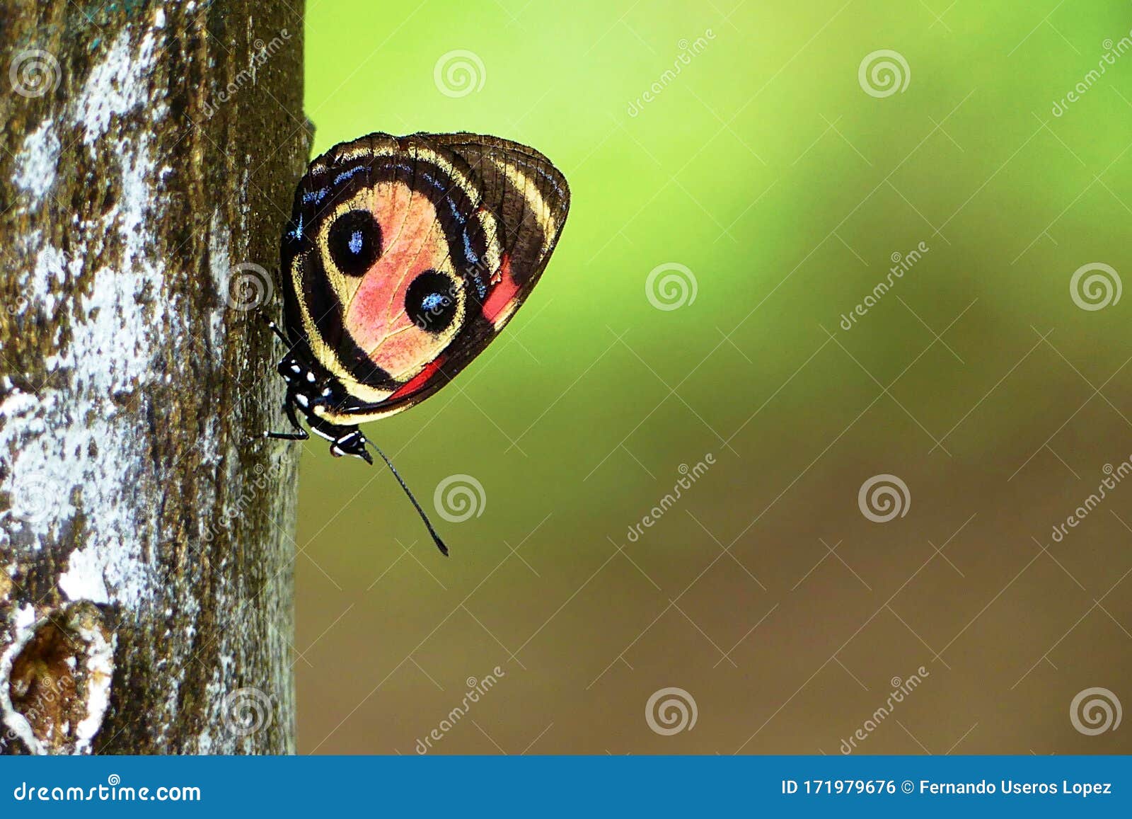 Tropical Butterfly Callicore Pitheas Stock Photo - Image of nature ...