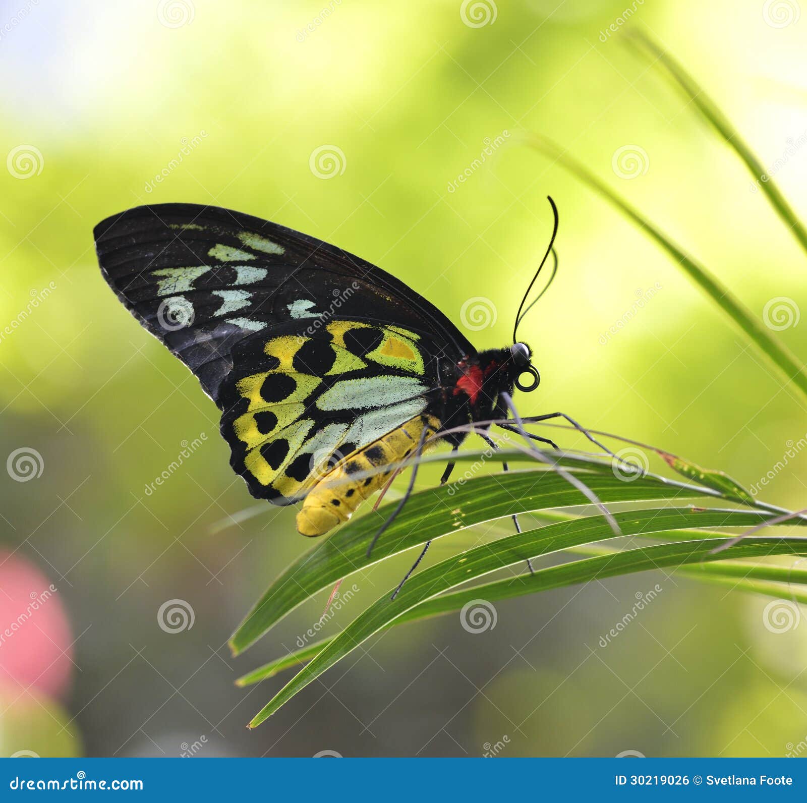 Tropical Butterfly Brown Clipper Parthenos Sylvia Sitting On Green Leaf ...