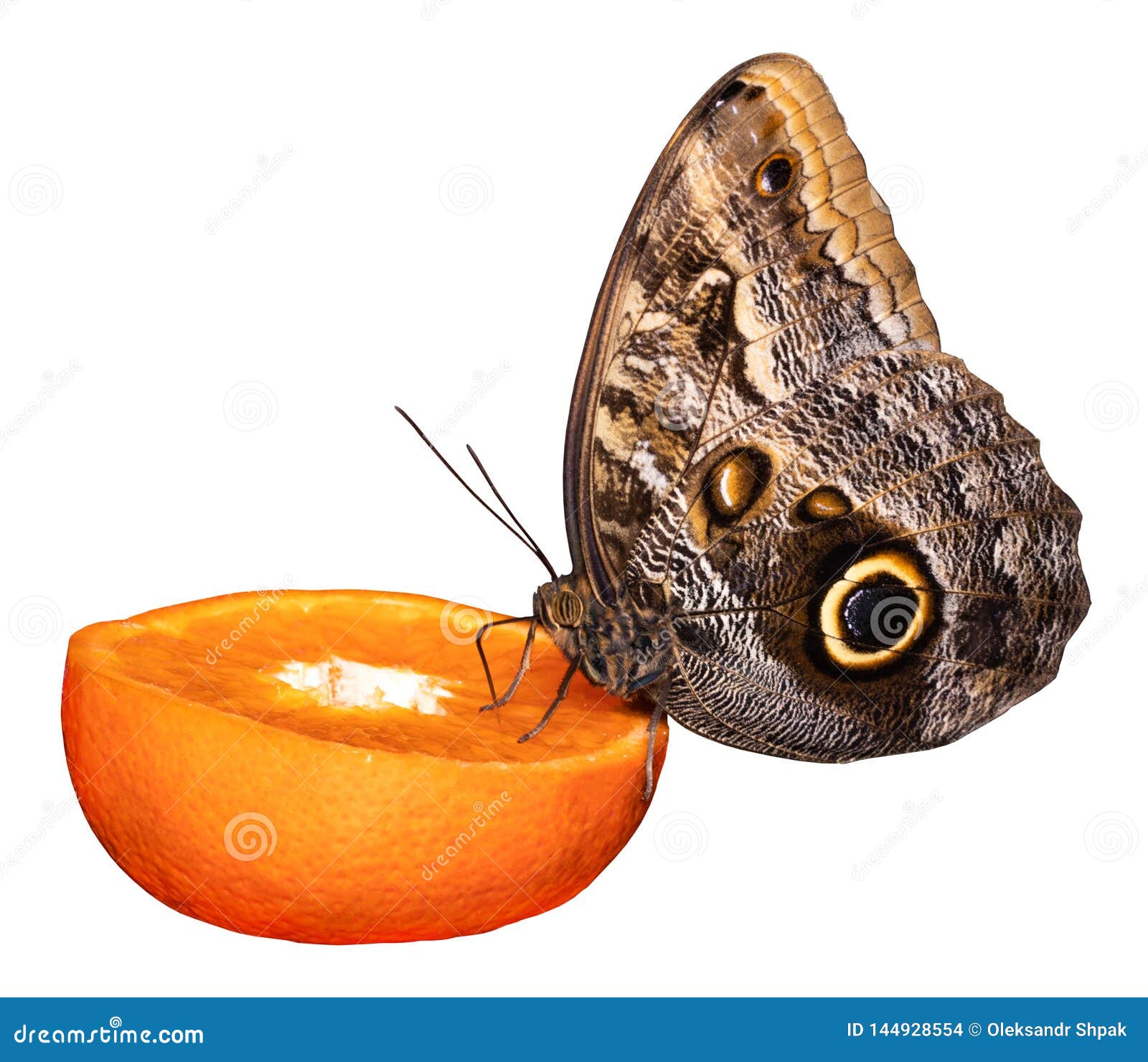 Tropical Butterfly Eating Perched on Orange Slice Stock Photo - Image ...