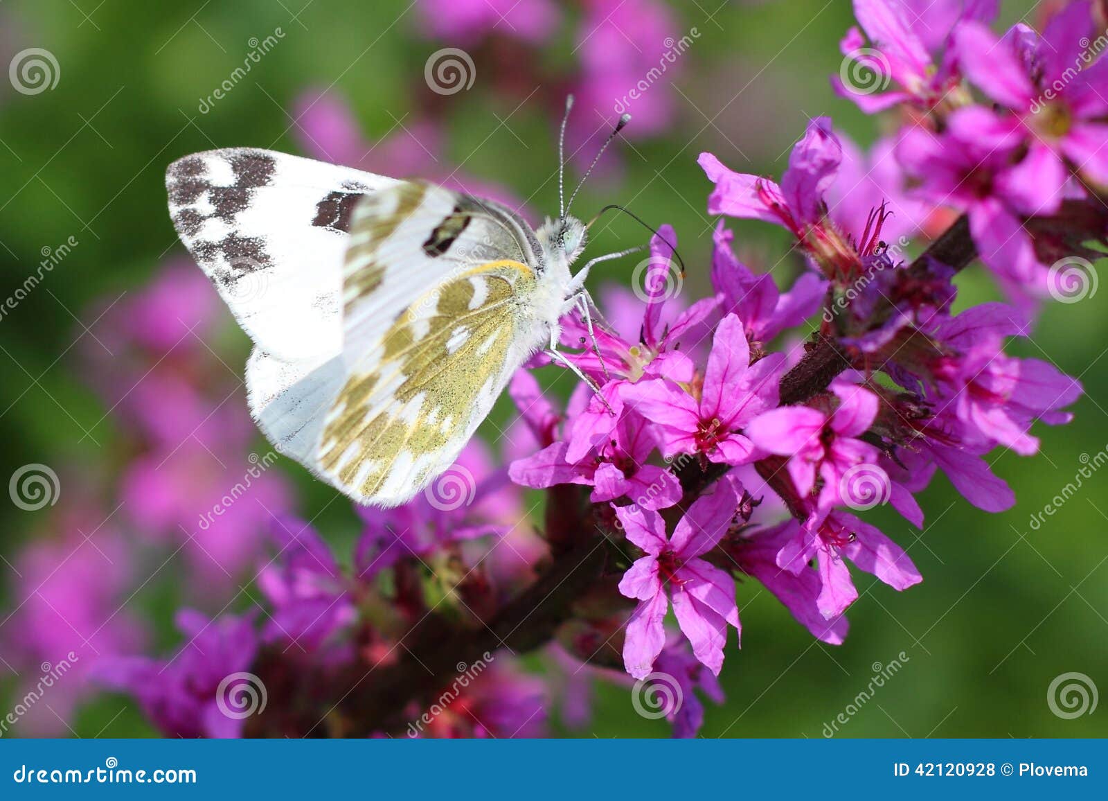 Tropical butterfly stock photo. Image of garden, feeding - 42120928