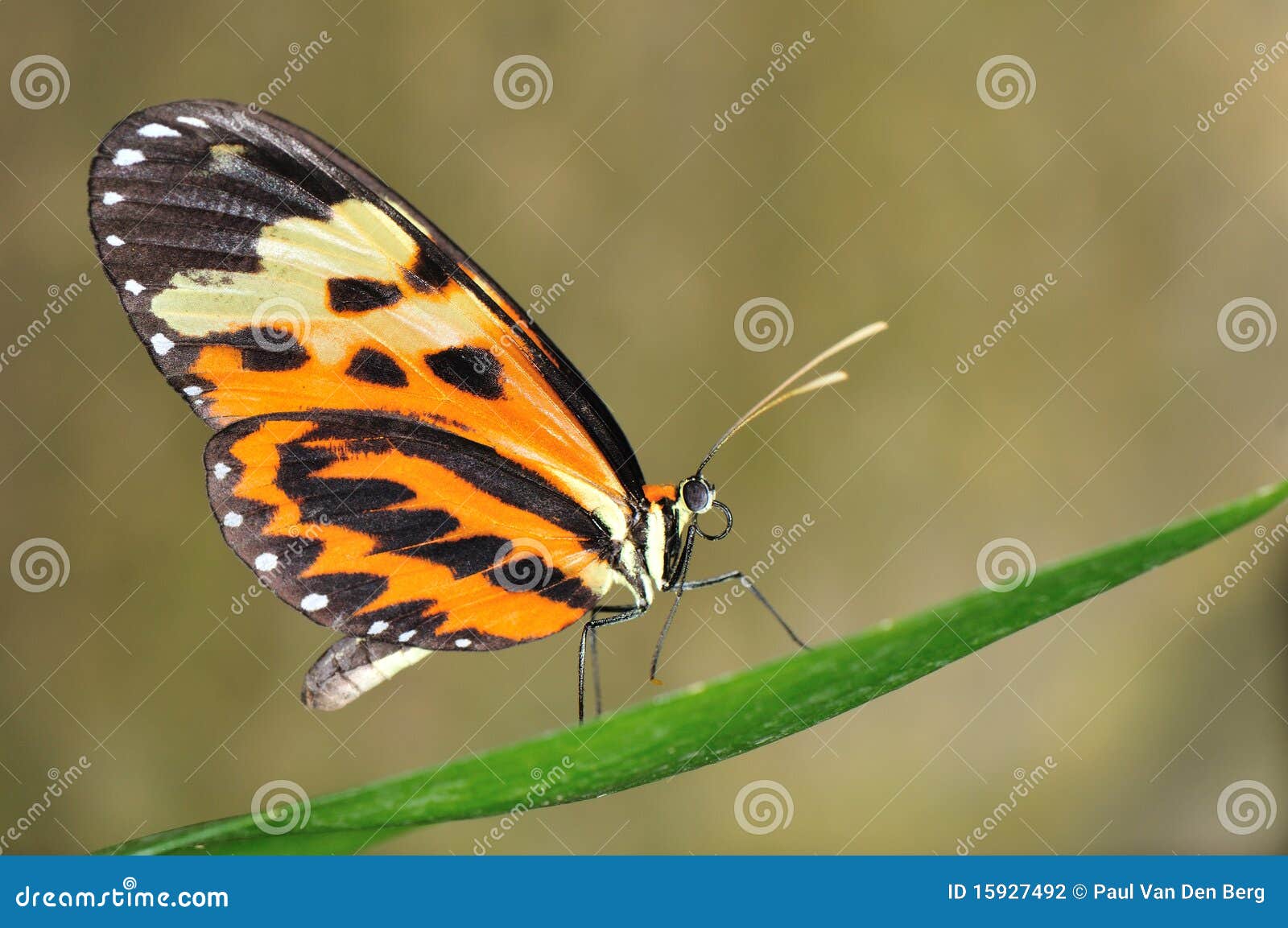 Tropical butterfly on leaf stock photo. Image of forest - 15927492