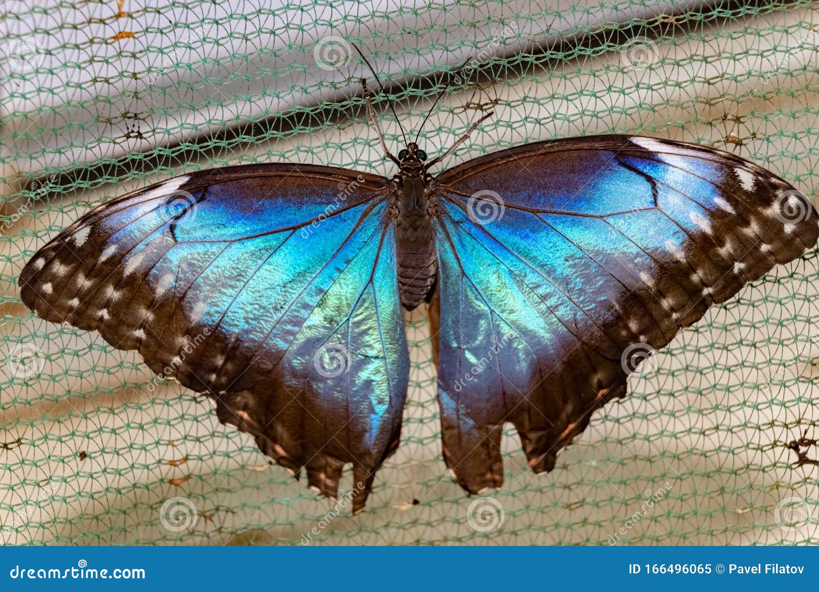 Tropical butterfly Morpho stock image. Image of insect - 166496065