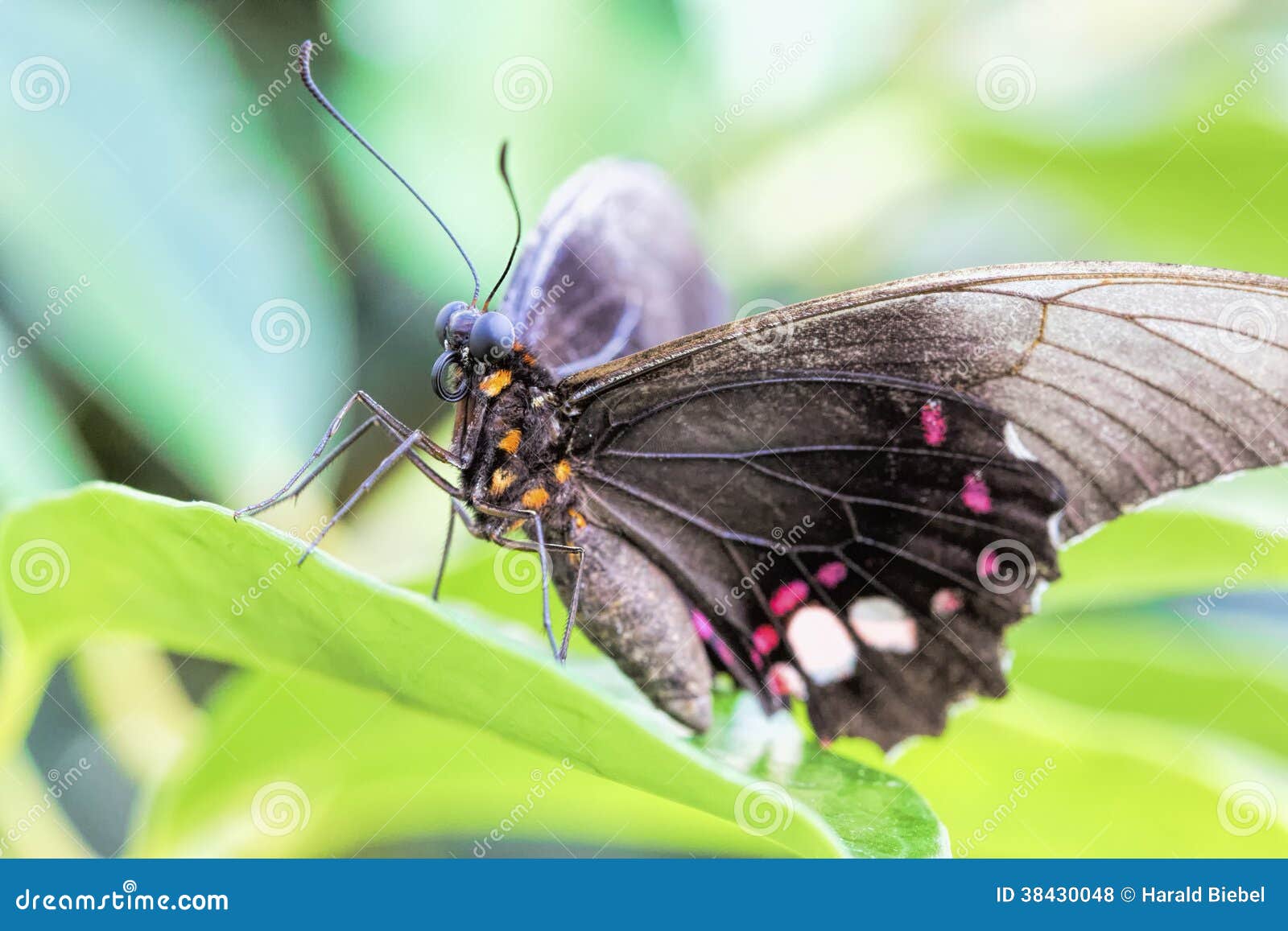 Tropical Butterfly (Parides Iphidamas) Stock Photo - Image of beautiful ...
