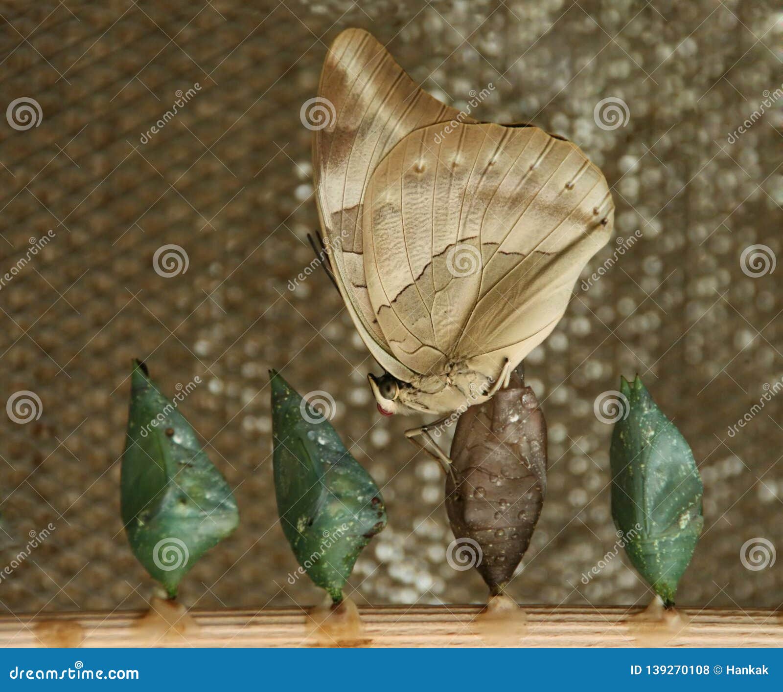 Insect Pupas Royalty-Free Stock Photo | CartoonDealer.com #66933453