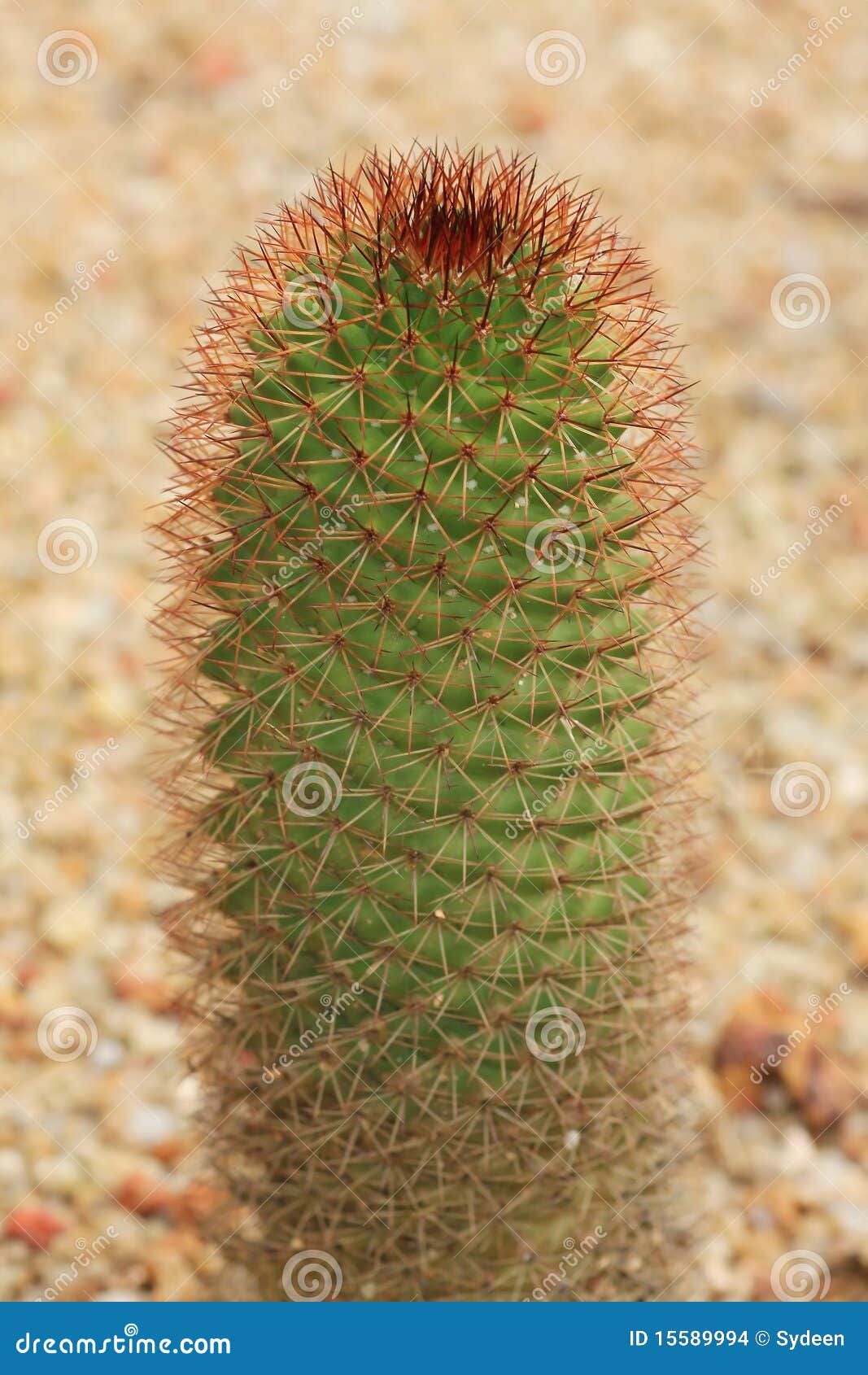 Tropical cactus stock photo. Image of beauty, nature - 15589994