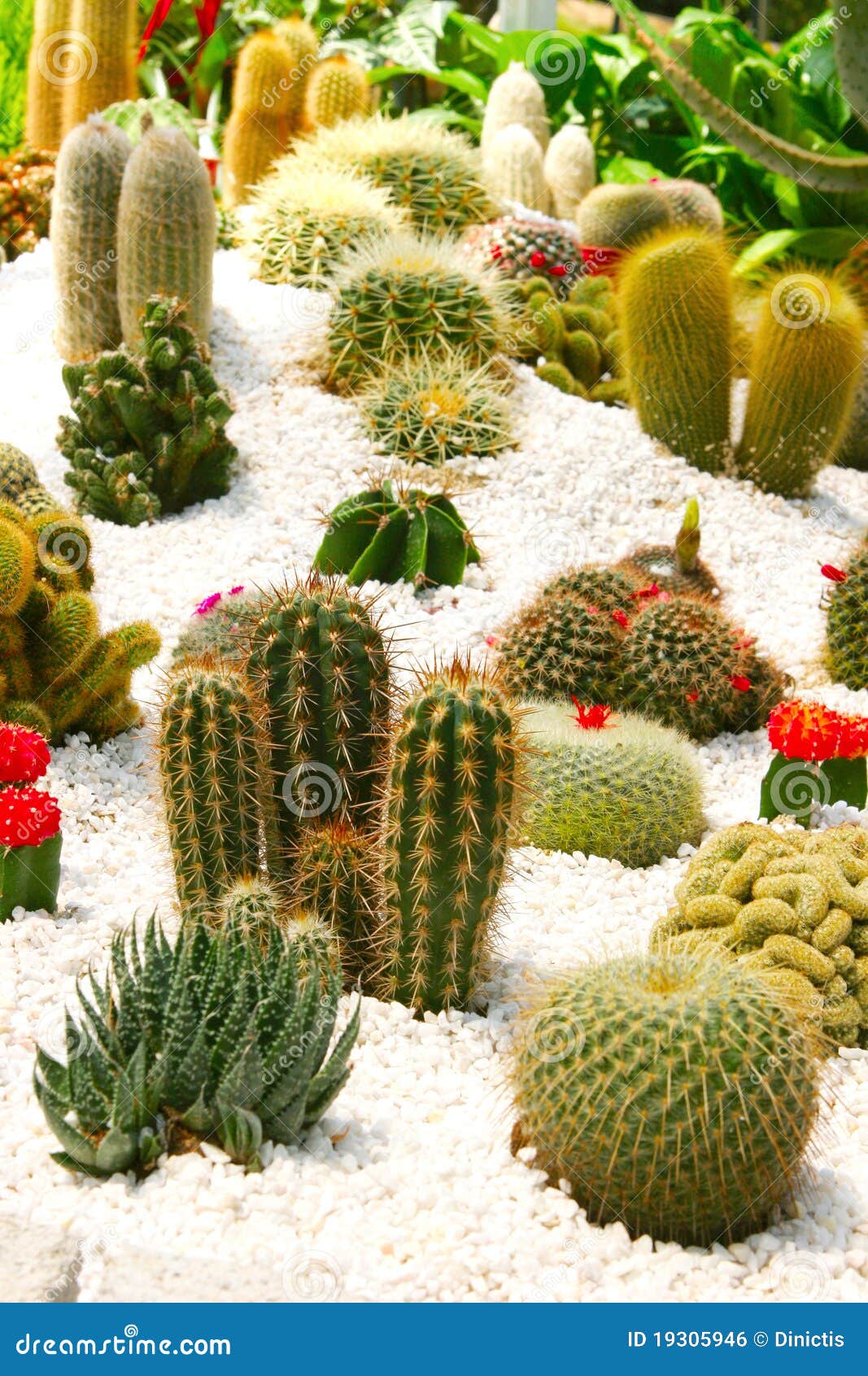 Tropical Cactus Zen Garden stock photo. Image of botanic - 19305946