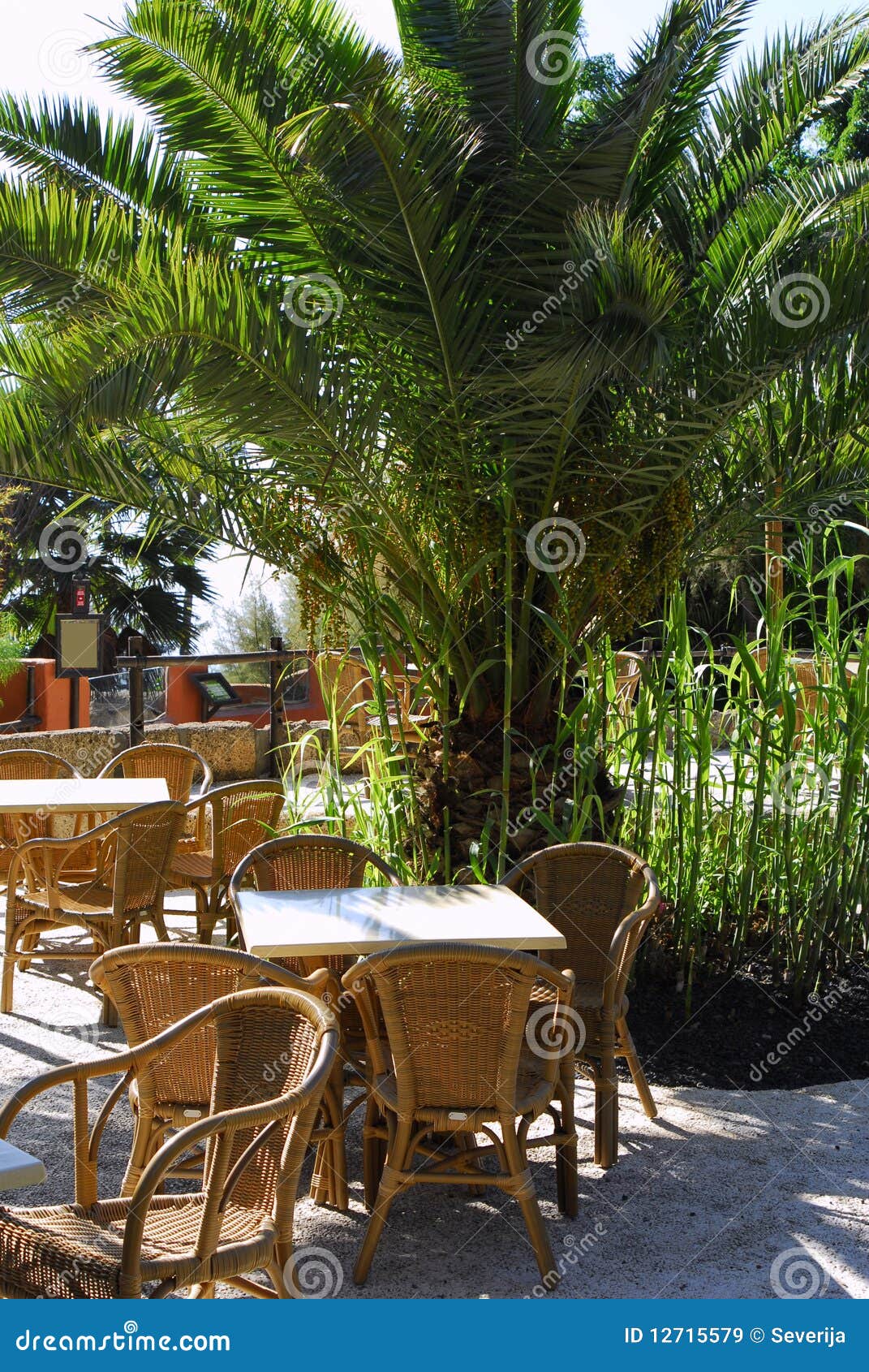 Tropical Cafe with Palm Tree Exterior Stock Image - Image of bask, dine ...